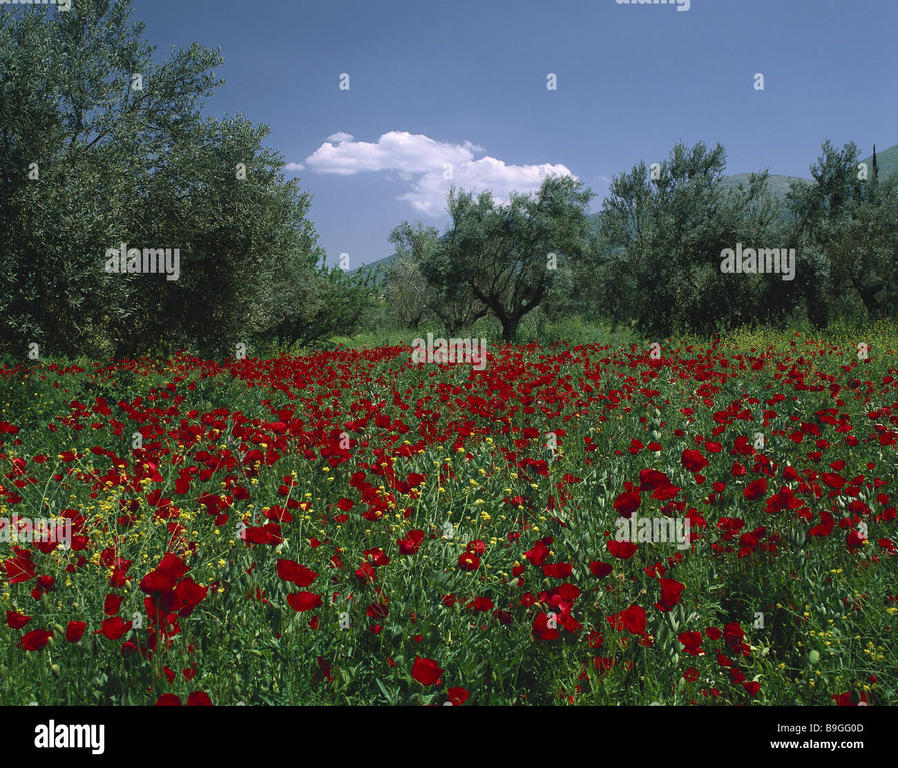 Greece meadow poppies olive trees summer landscape mediterran flower ...