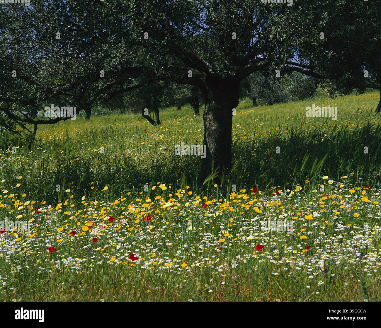 Greece olive trees meadow flowers summer landscape mediterran flower ...