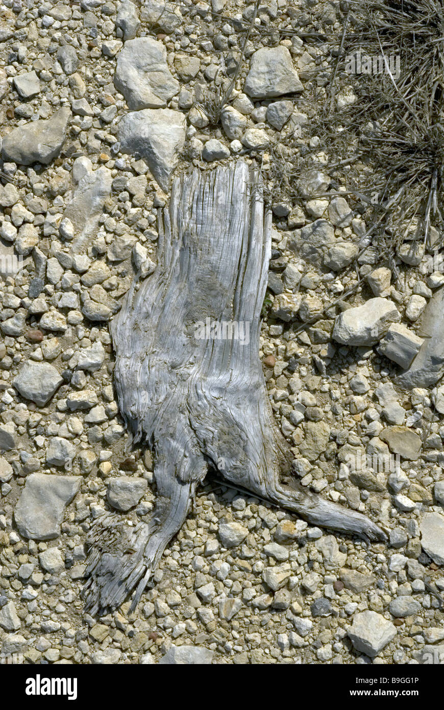 Wood Embedded in Rock Stock Photo - Alamy