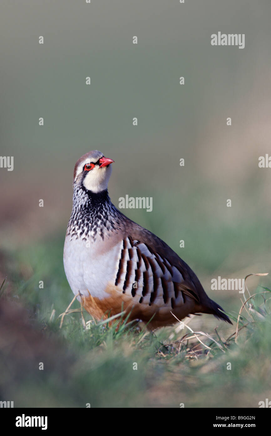 French red legged partridge alectoris hi-res stock photography and ...