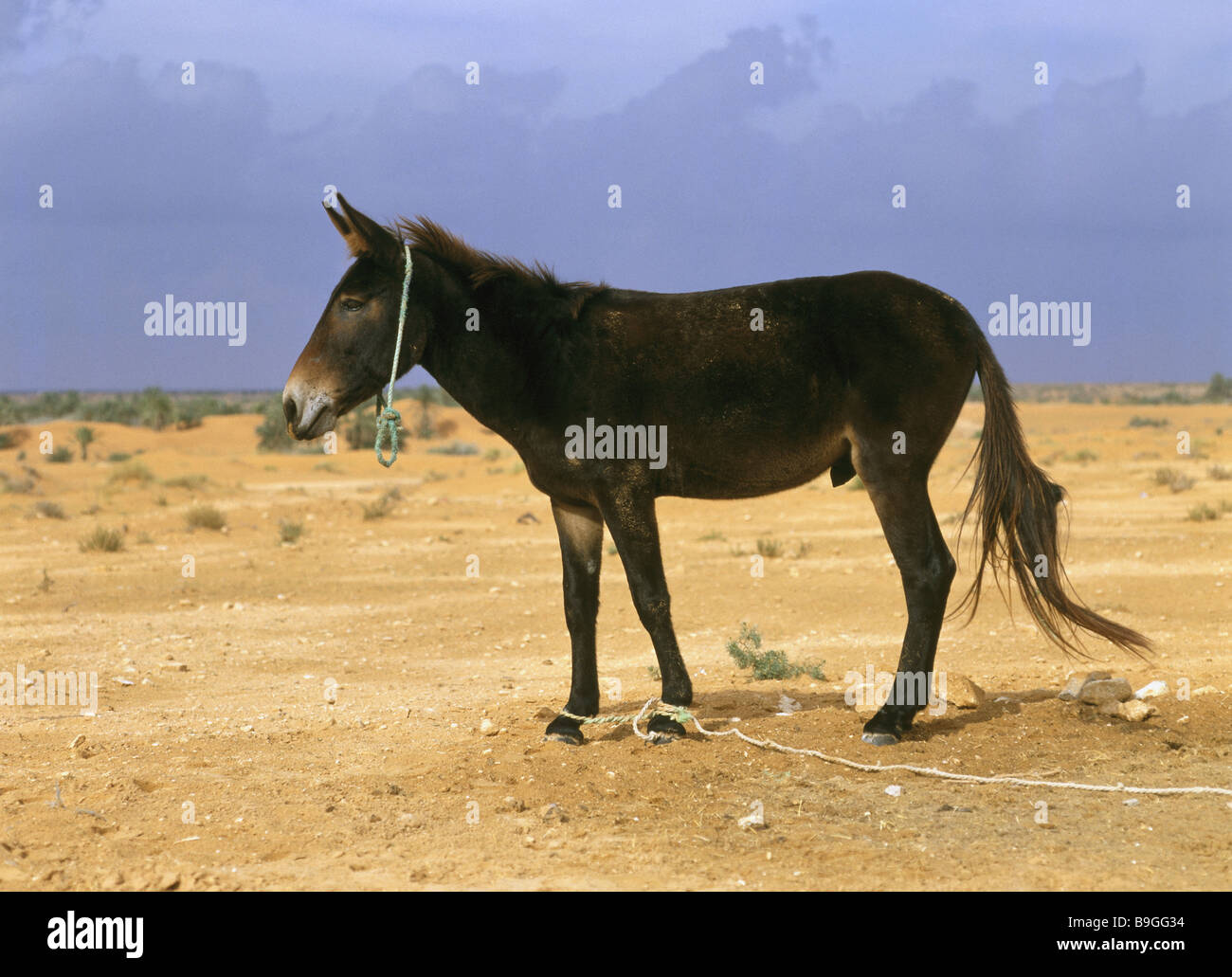 Donkeys flirted desert stands at the side animal mammal usefulness ...