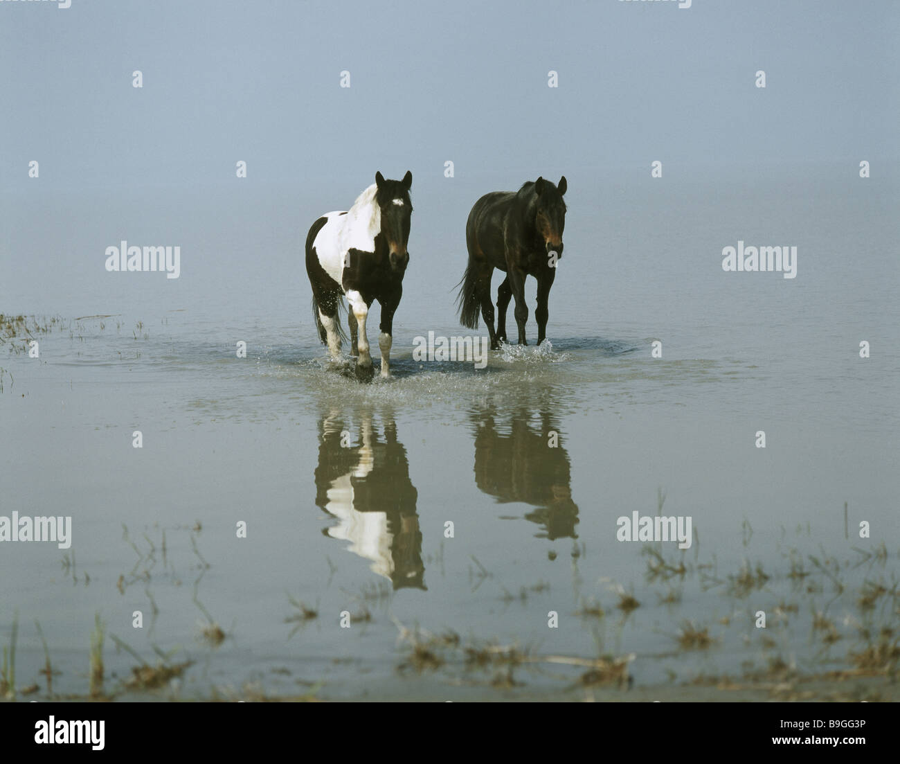 Horses two beach water animals mounts Reitpferde mammals freedom shore ...