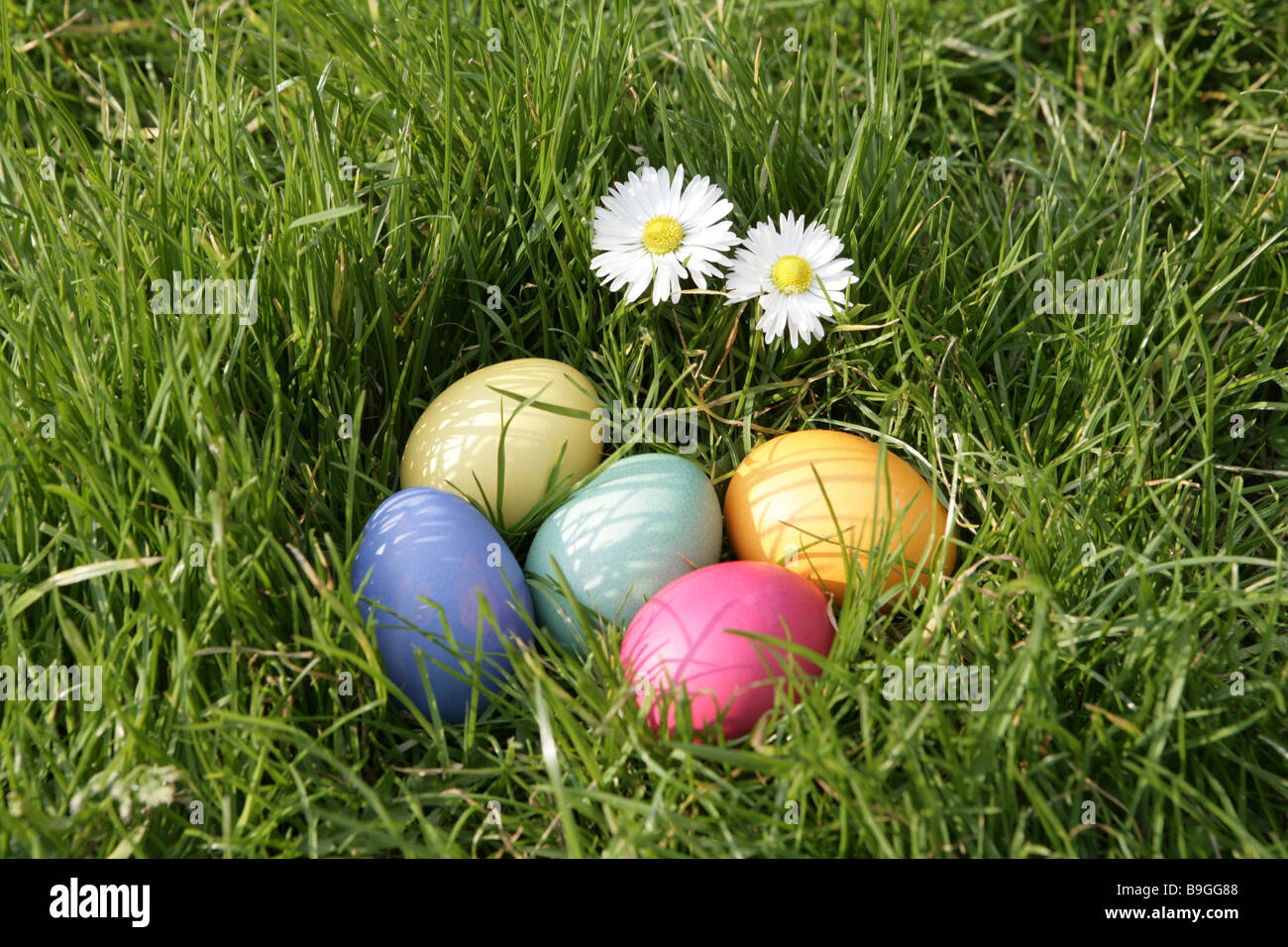 Easter meadow flowers Easter eggs garden grass lawns daisies little ...