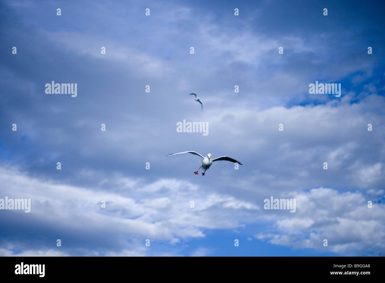 Seagull flight Stock Photo - Alamy