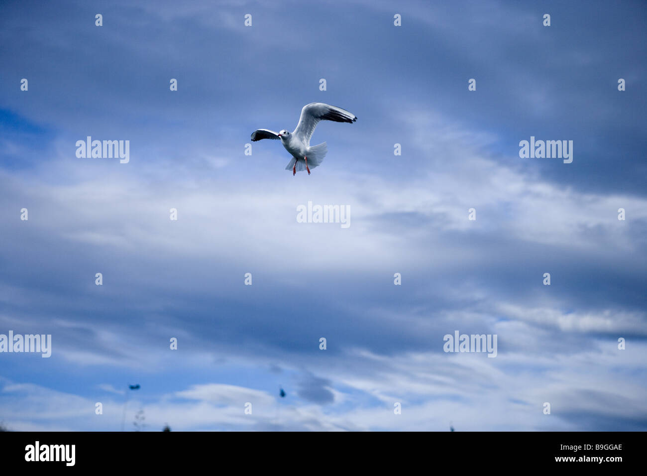 Seagull flight Stock Photo - Alamy