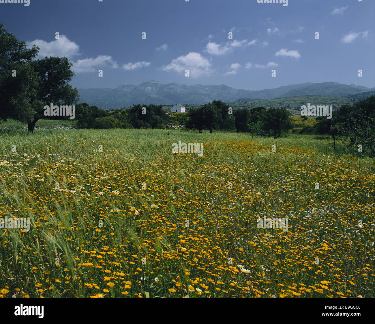 Greece Cyclades island Naxos Tragea-high plain flower meadow trees ...