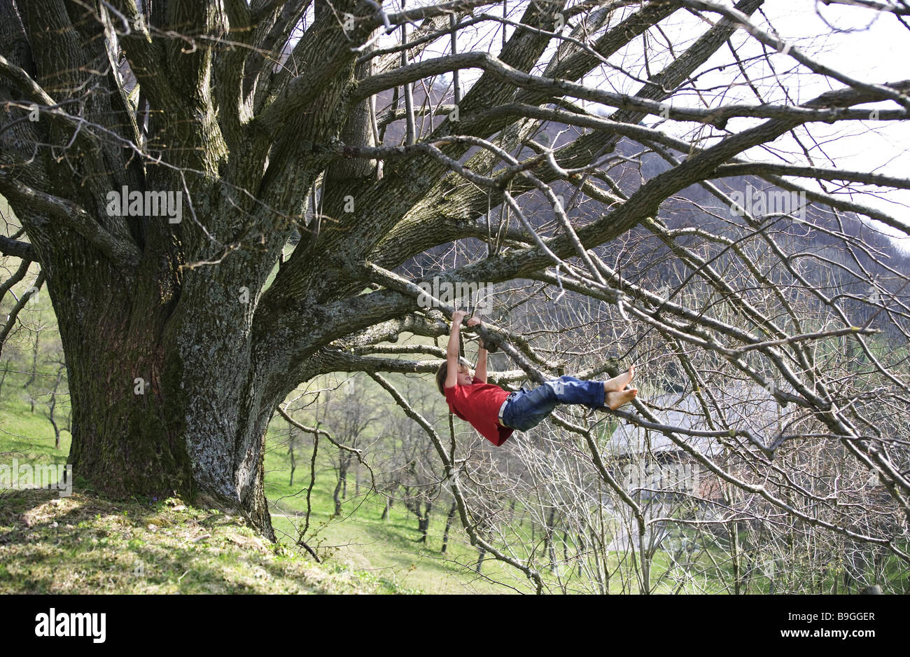boy tree branches climbs series people child childhood leisure time fun ...