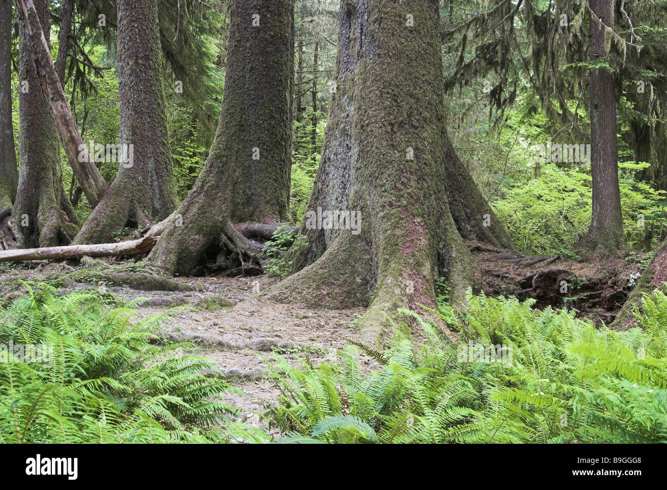 Rain-forest tree-trunks close-up Stock Photo - Alamy