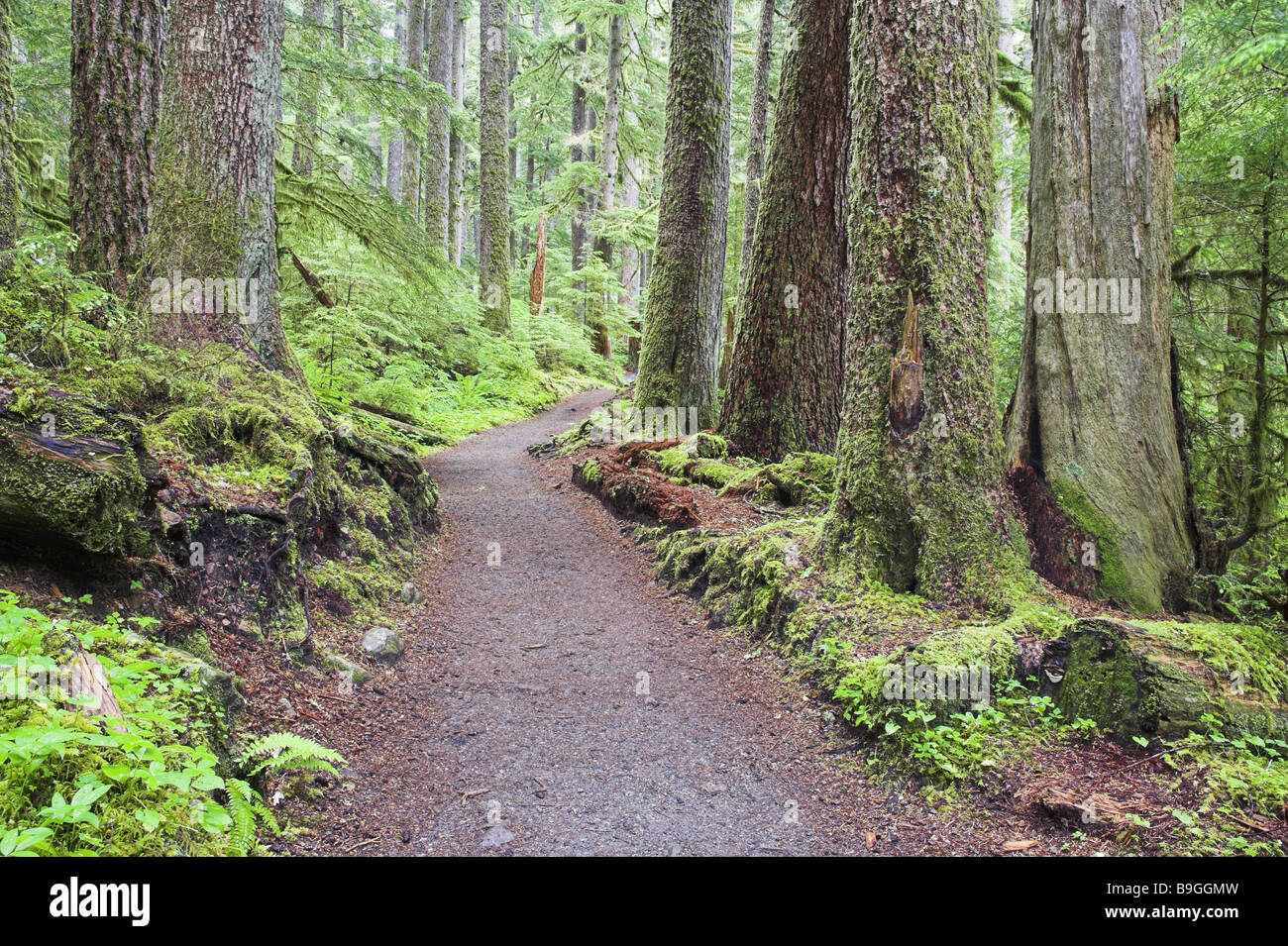 usa Washington Olympic national park rain-forest way America trip tree ...