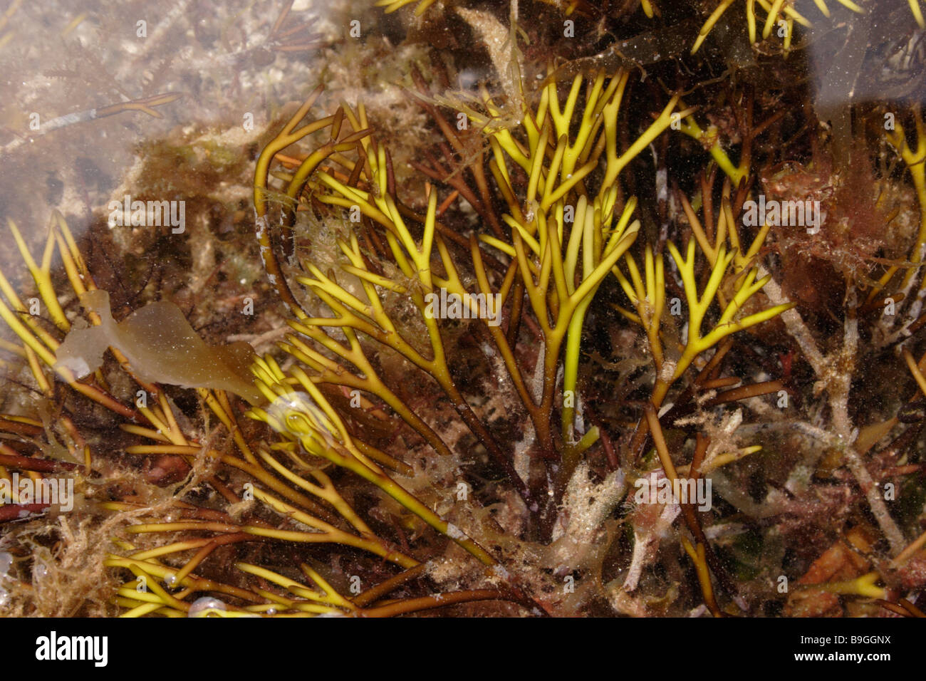 Seaweed specimen hi-res stock photography and images - Alamy