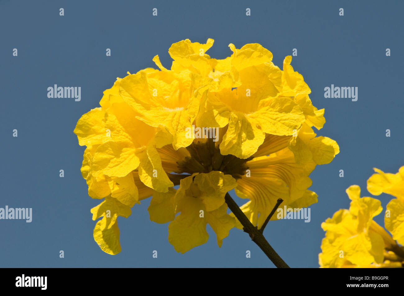 Beautiful flowering trees in North Thailand Stock Photo - Alamy