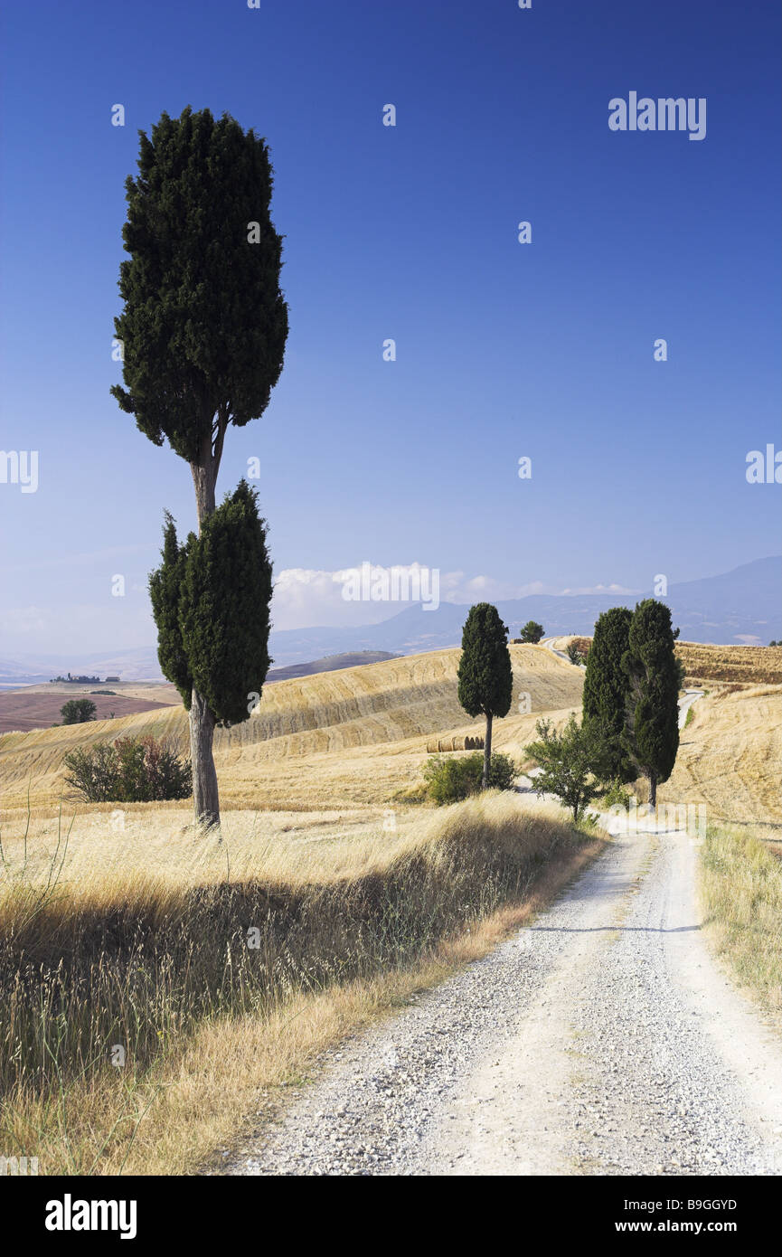 Conifers tree line hi-res stock photography and images - Alamy