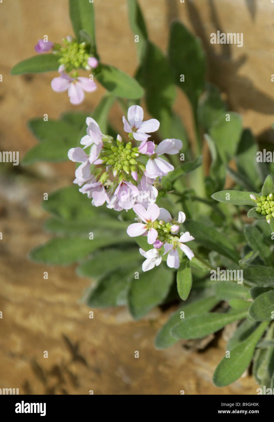 Arabis cypria hi-res stock photography and images - Alamy
