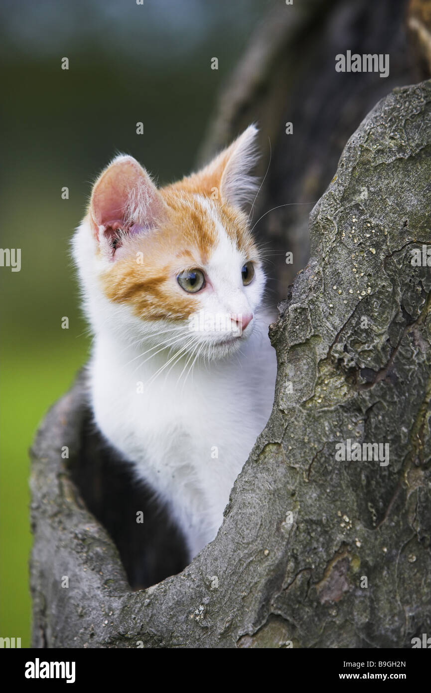House-cat Felis catus young sitting log Stock Photo - Alamy