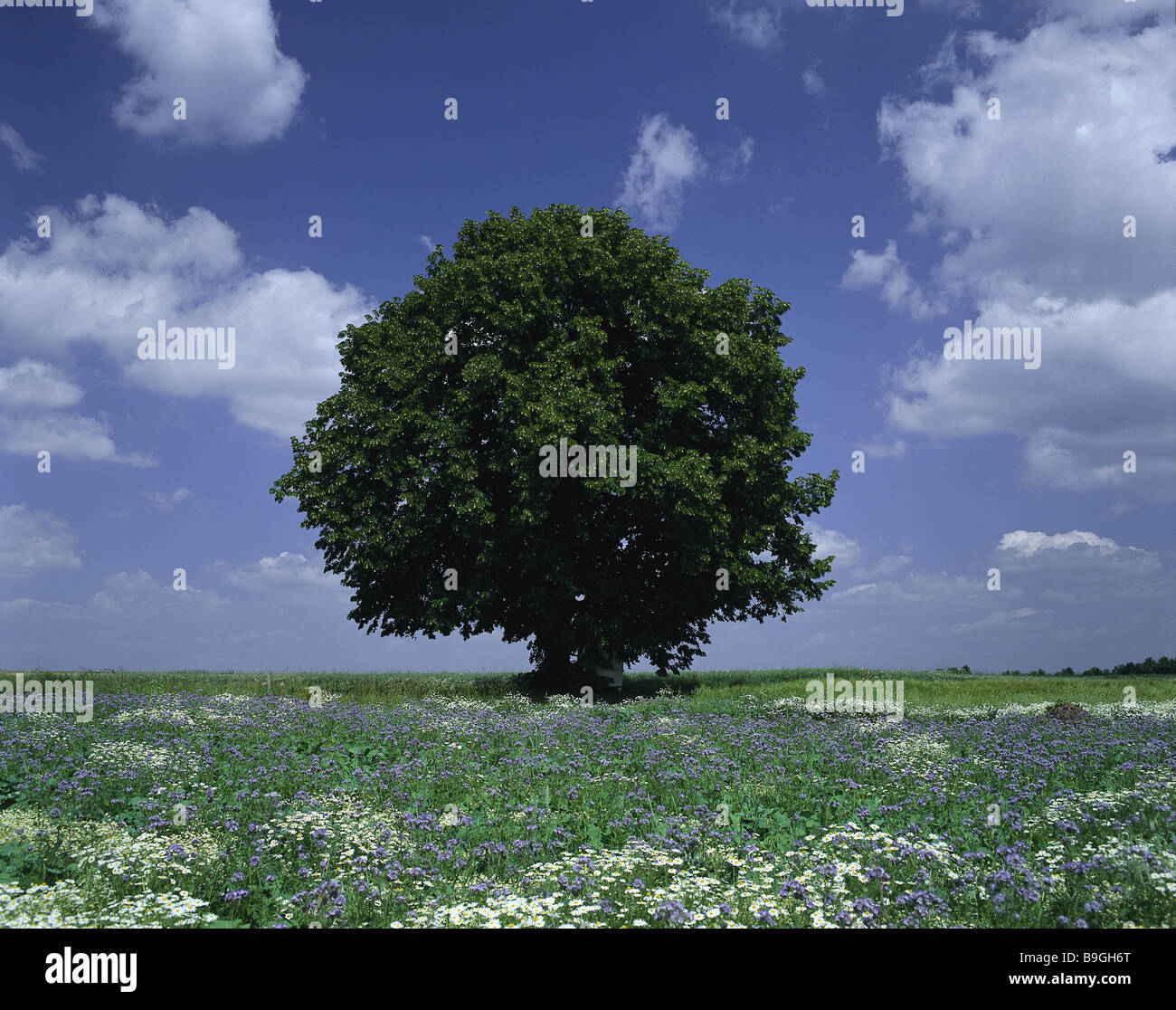 flower meadow lime-trees meadow flowers tree broad-leafed tree ...