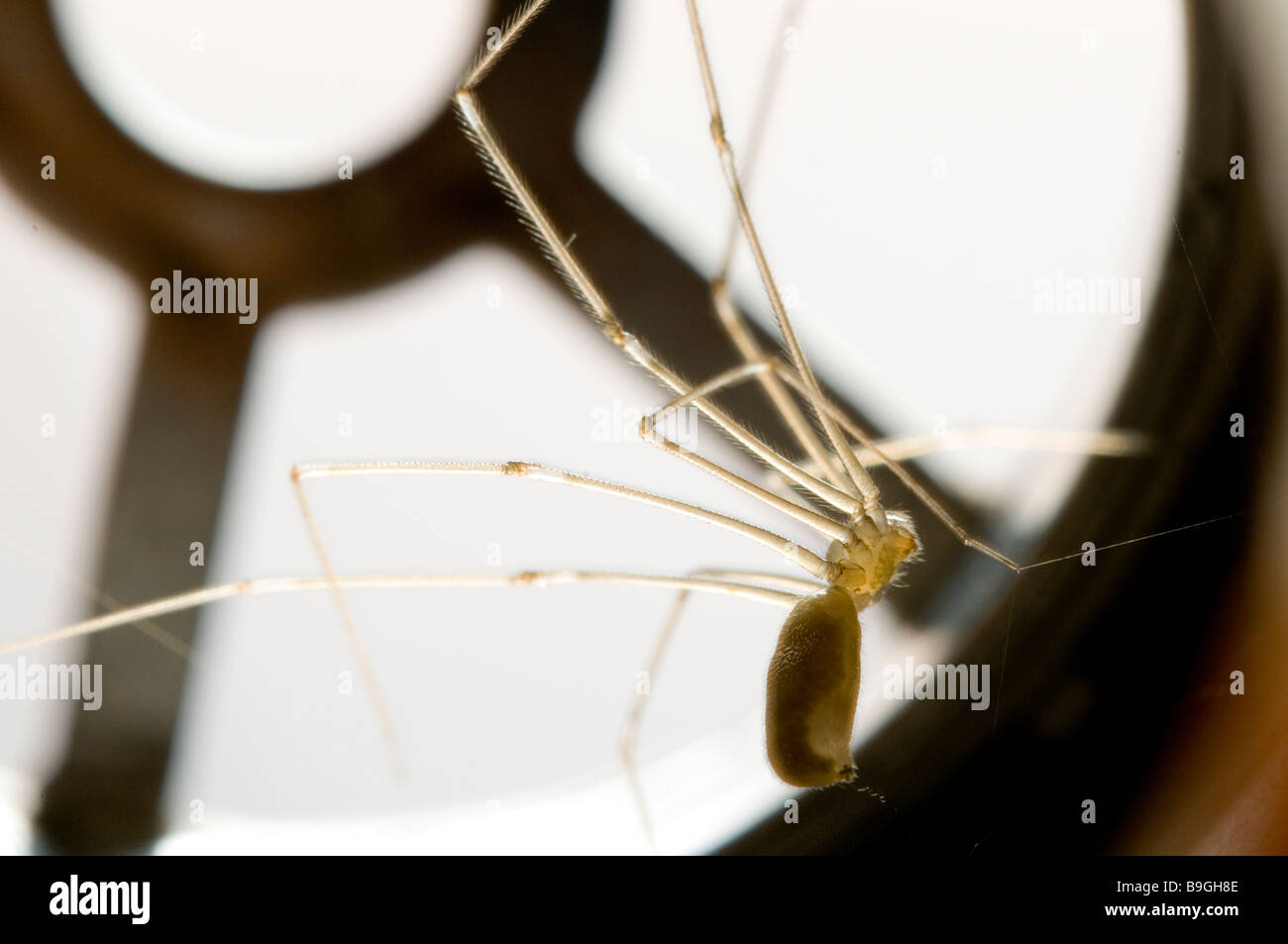 DADDY LONG LEGS SPIDER Pholcus phalangiodes Pholcidae in plughole Stock ...