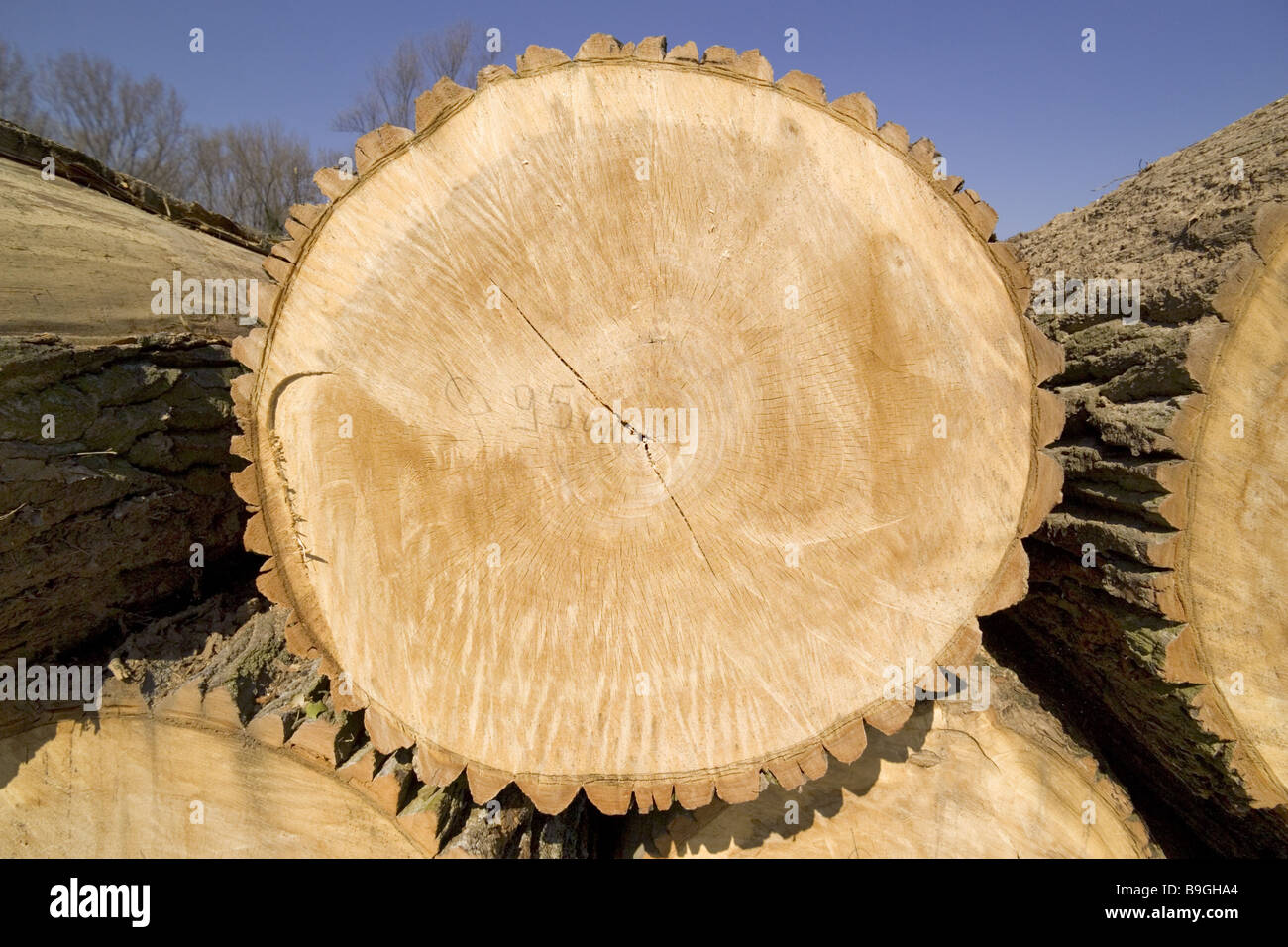 Poplar tree trunks hi-res stock photography and images - Alamy