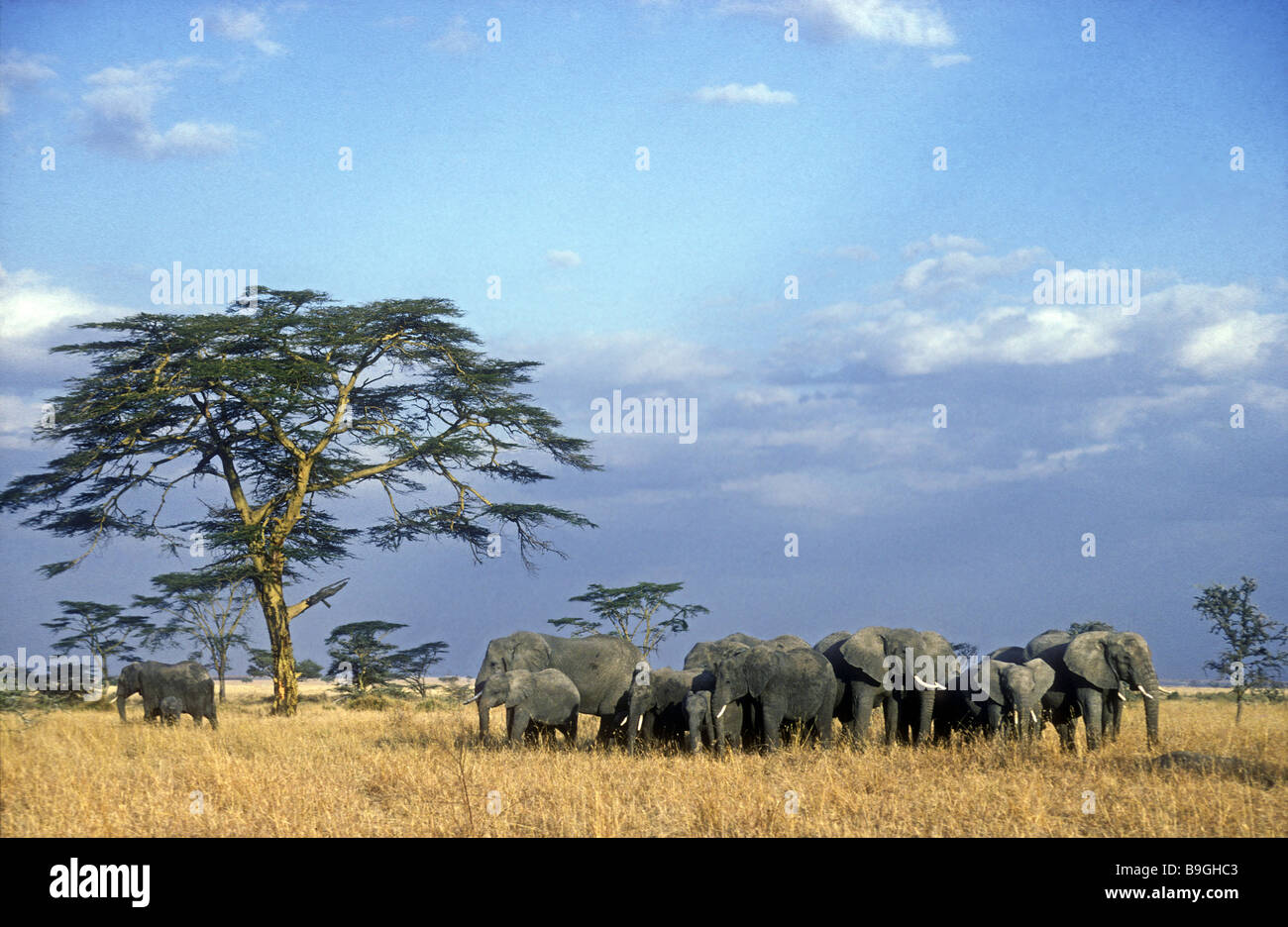 Elephant circle hi-res stock photography and images - Alamy