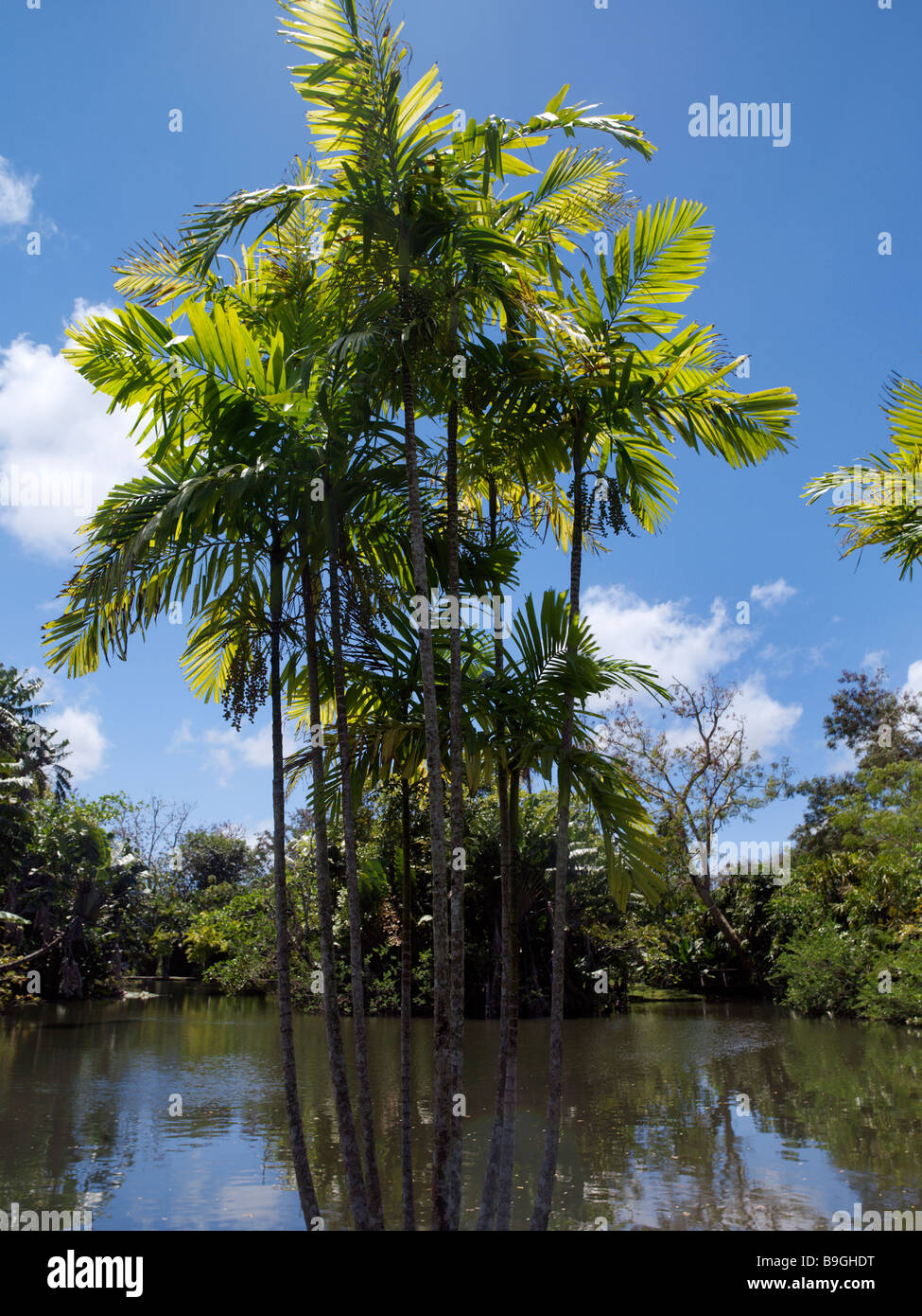 Royal palm trees hi-res stock photography and images - Alamy