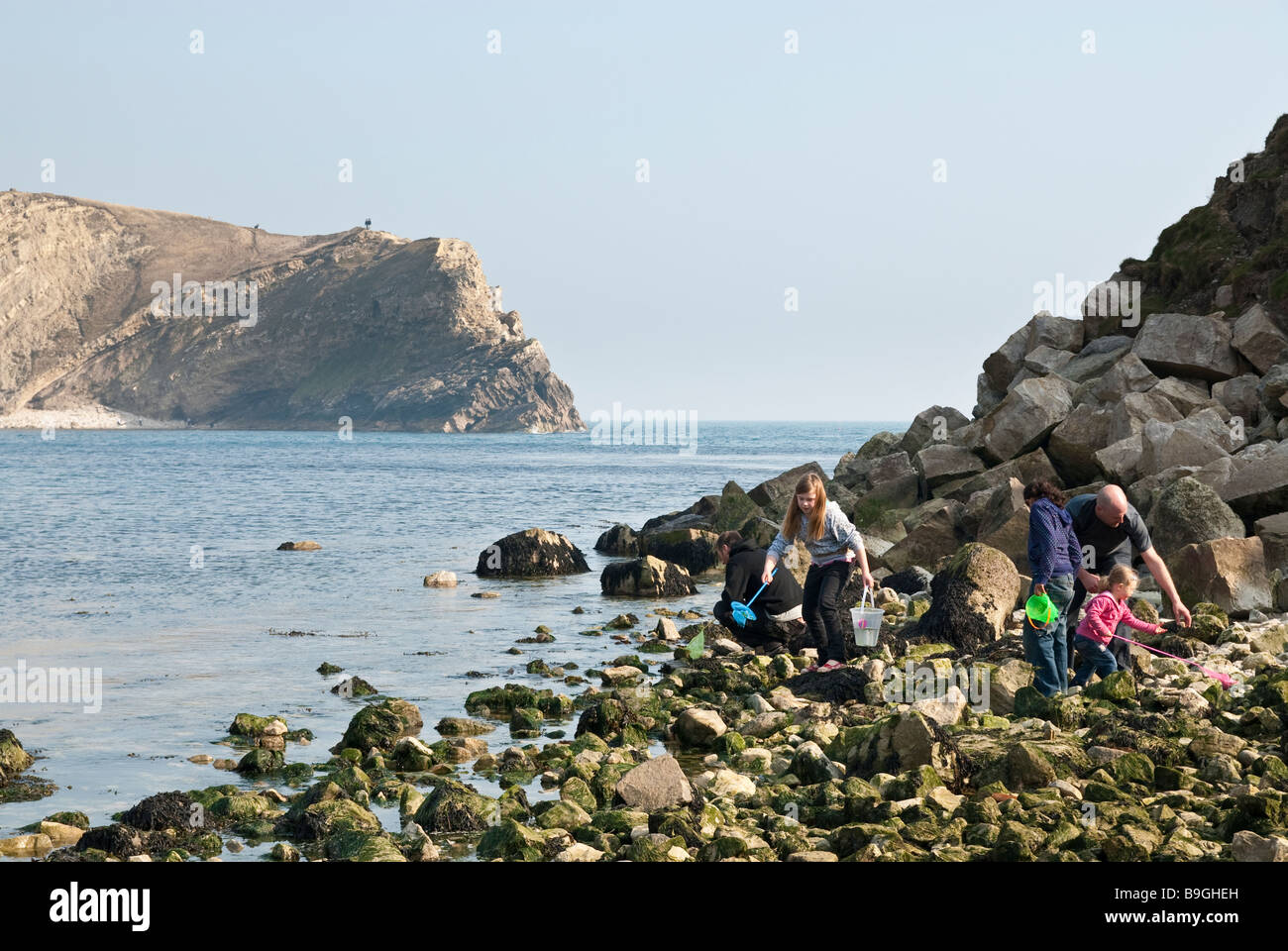 Family investigating rock pools at Lulworth Cove Stock Photo - Alamy
