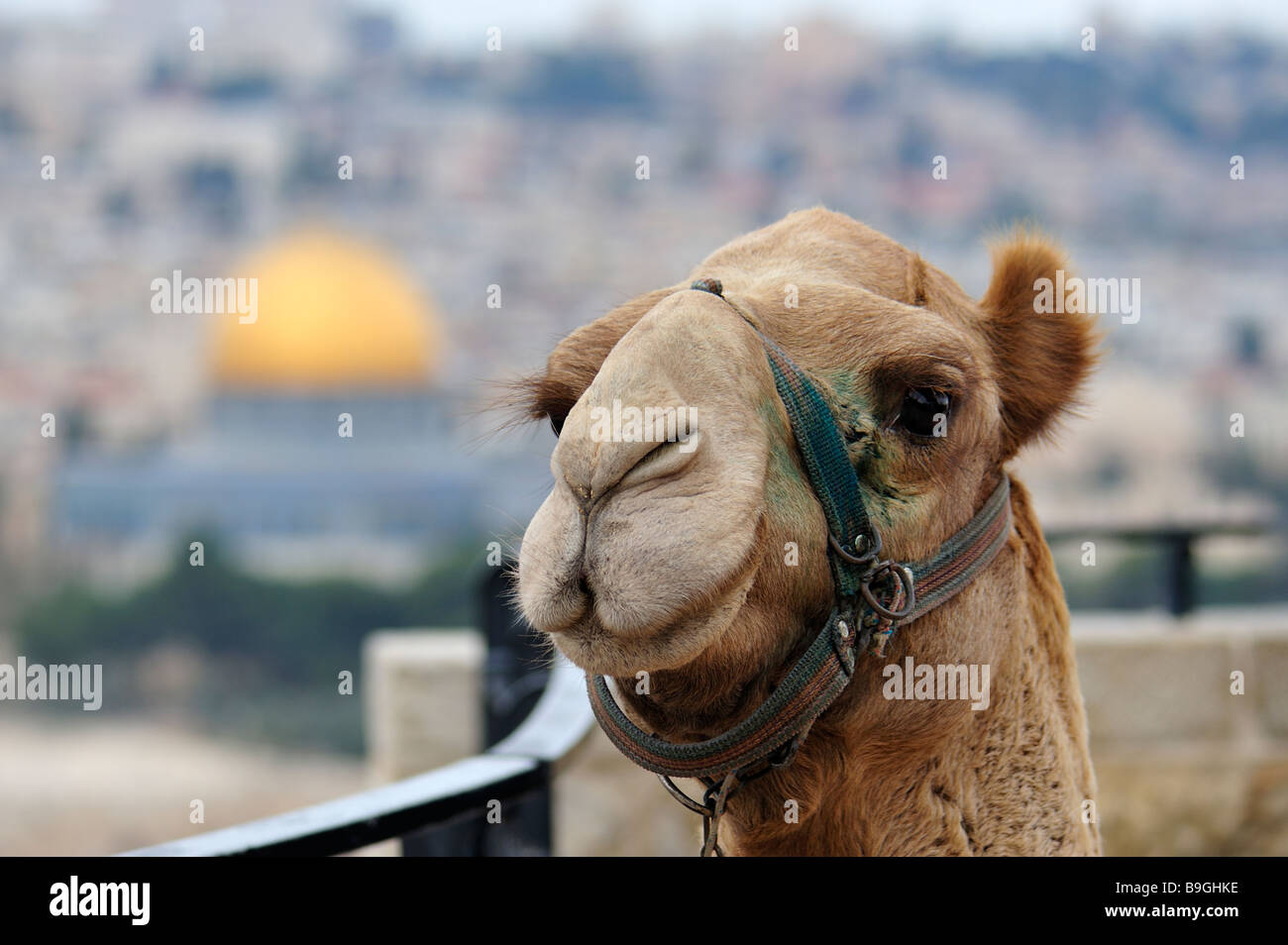 Camel portrait with Jerusalem Old Town in the background Stock Photo ...