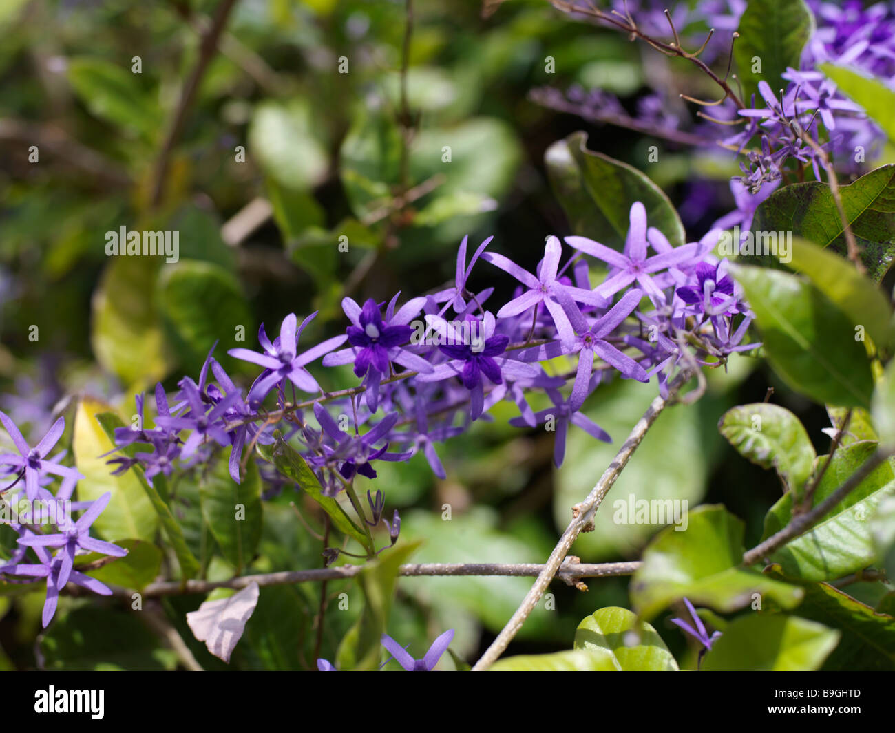 Pamplemousses Mauritius Purple Flower at Sir Seewoosagur Ramgoolam ...