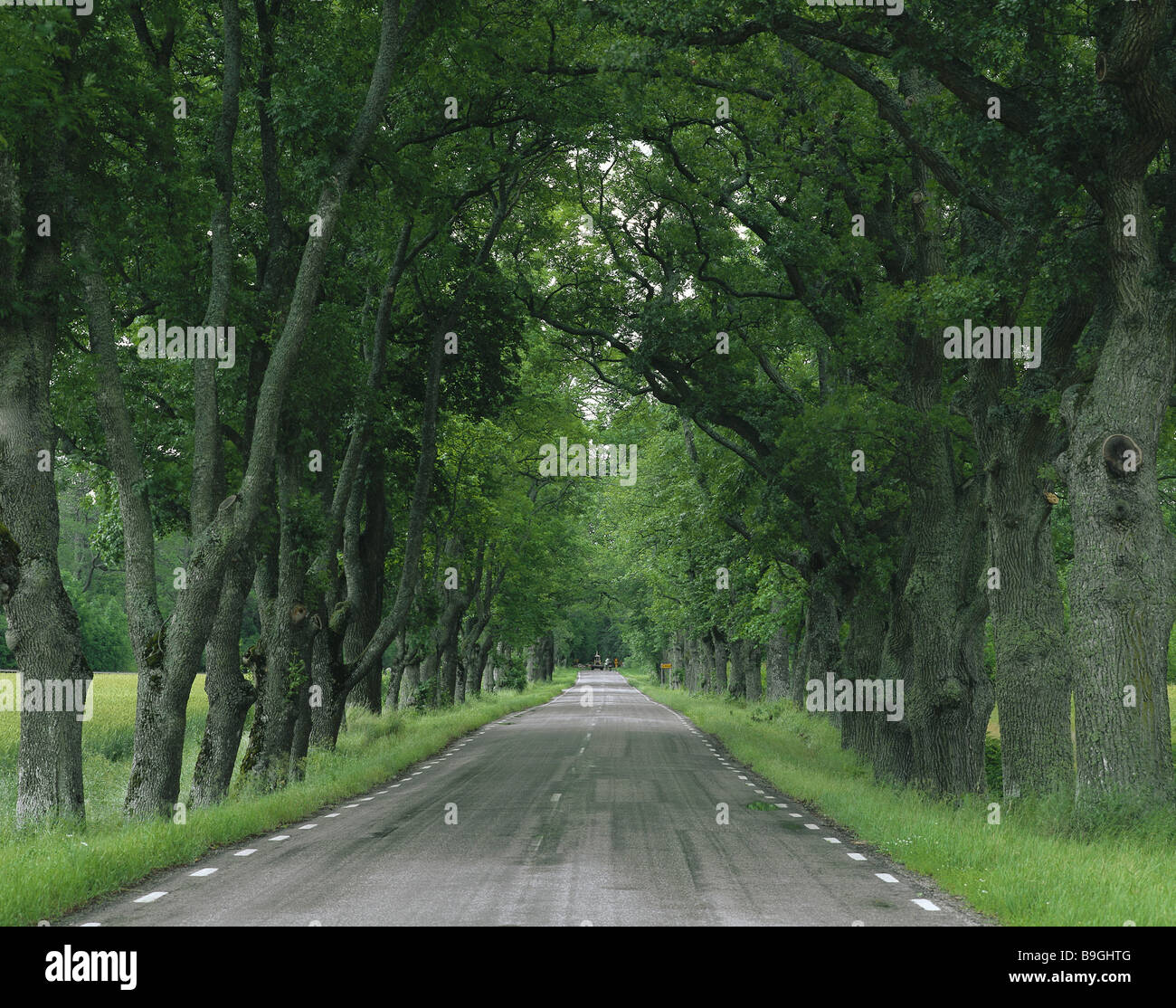 Sweden Frosa forest avenue Scandinavia connection avenue-trees trees ...