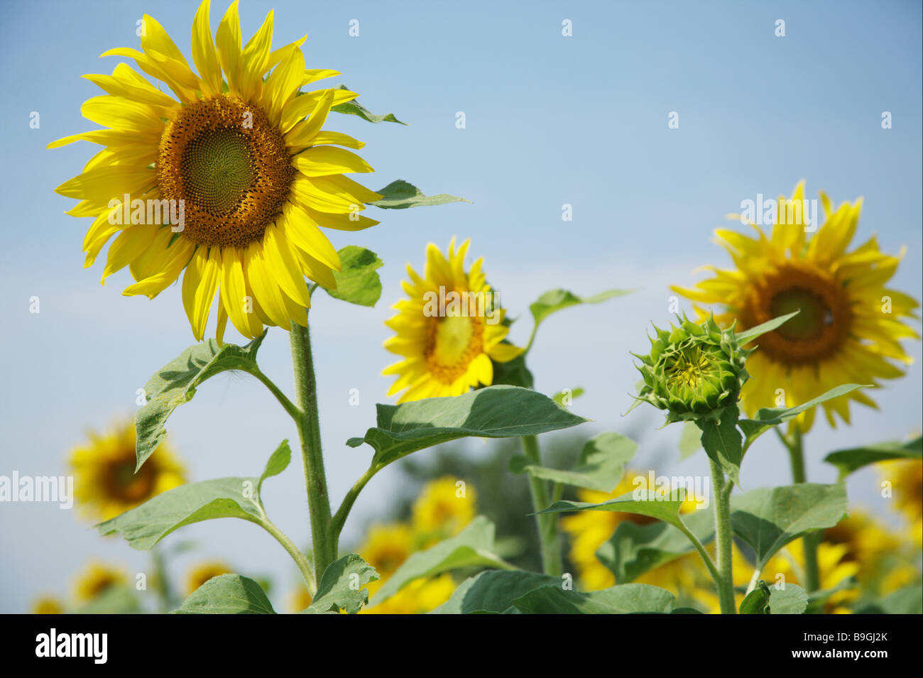Sunflowers production hi-res stock photography and images - Alamy