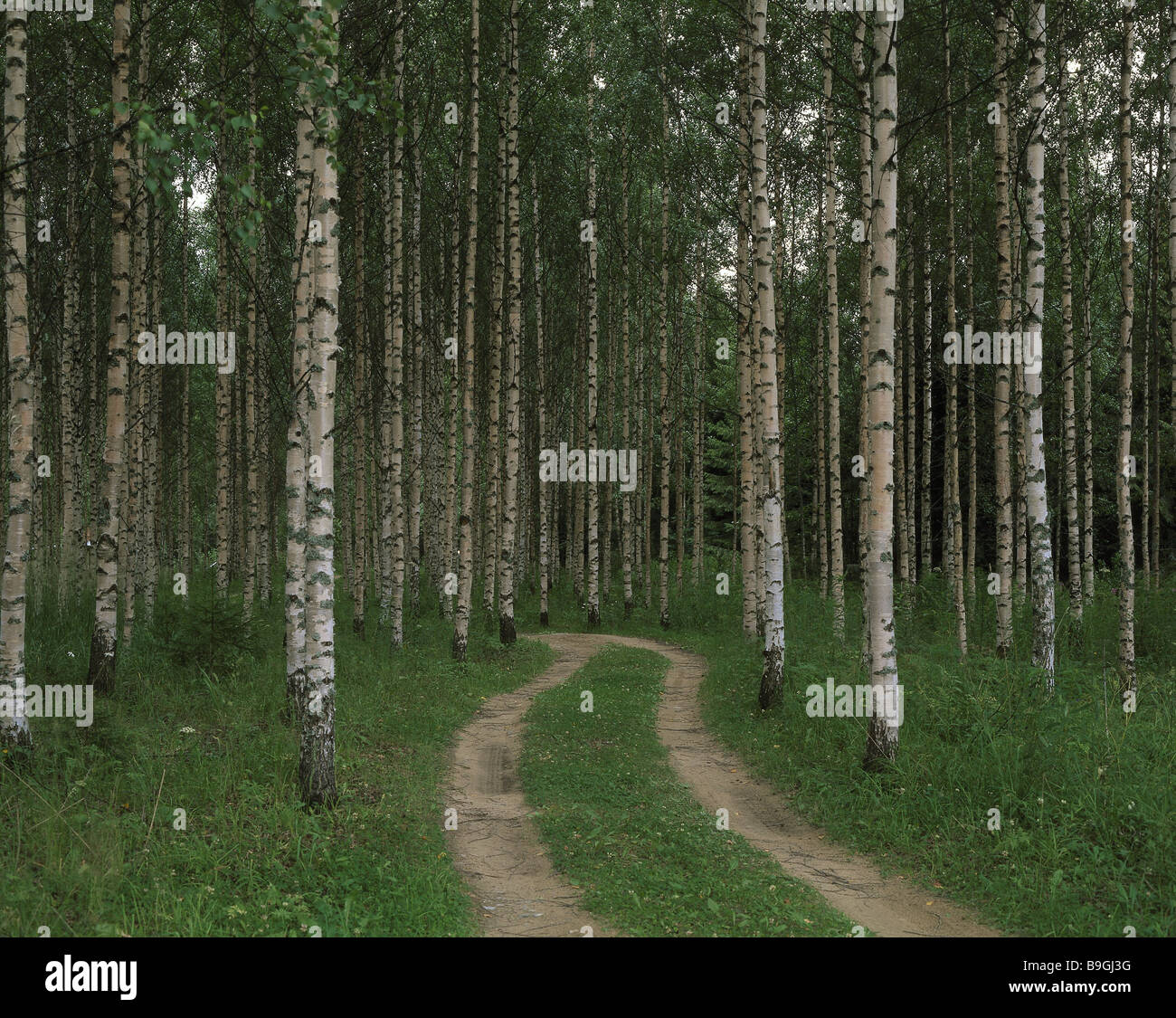 Avenue birches hi-res stock photography and images - Alamy