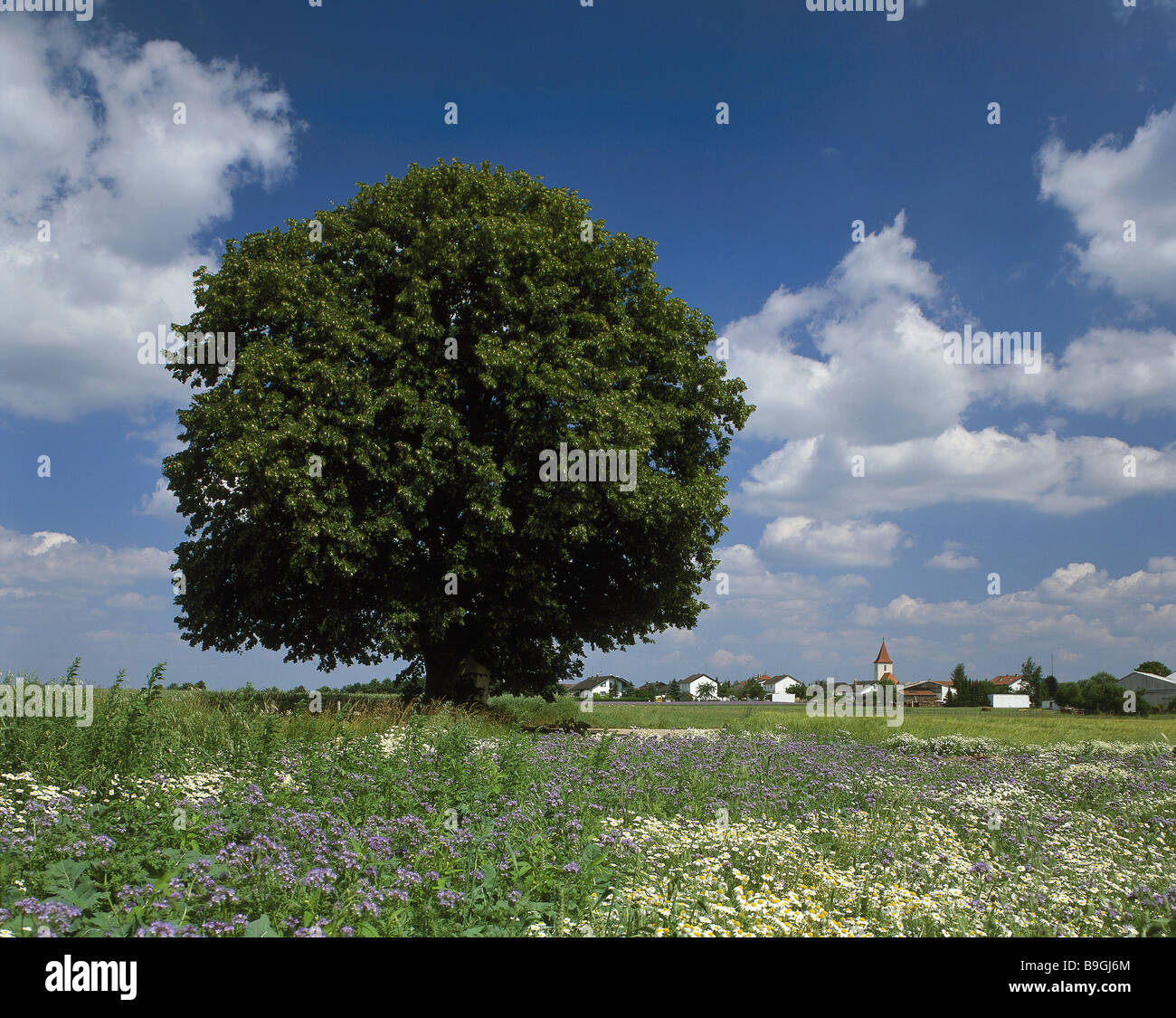 flower meadow lime-trees meadow flowers tree broad-leafed tree ...