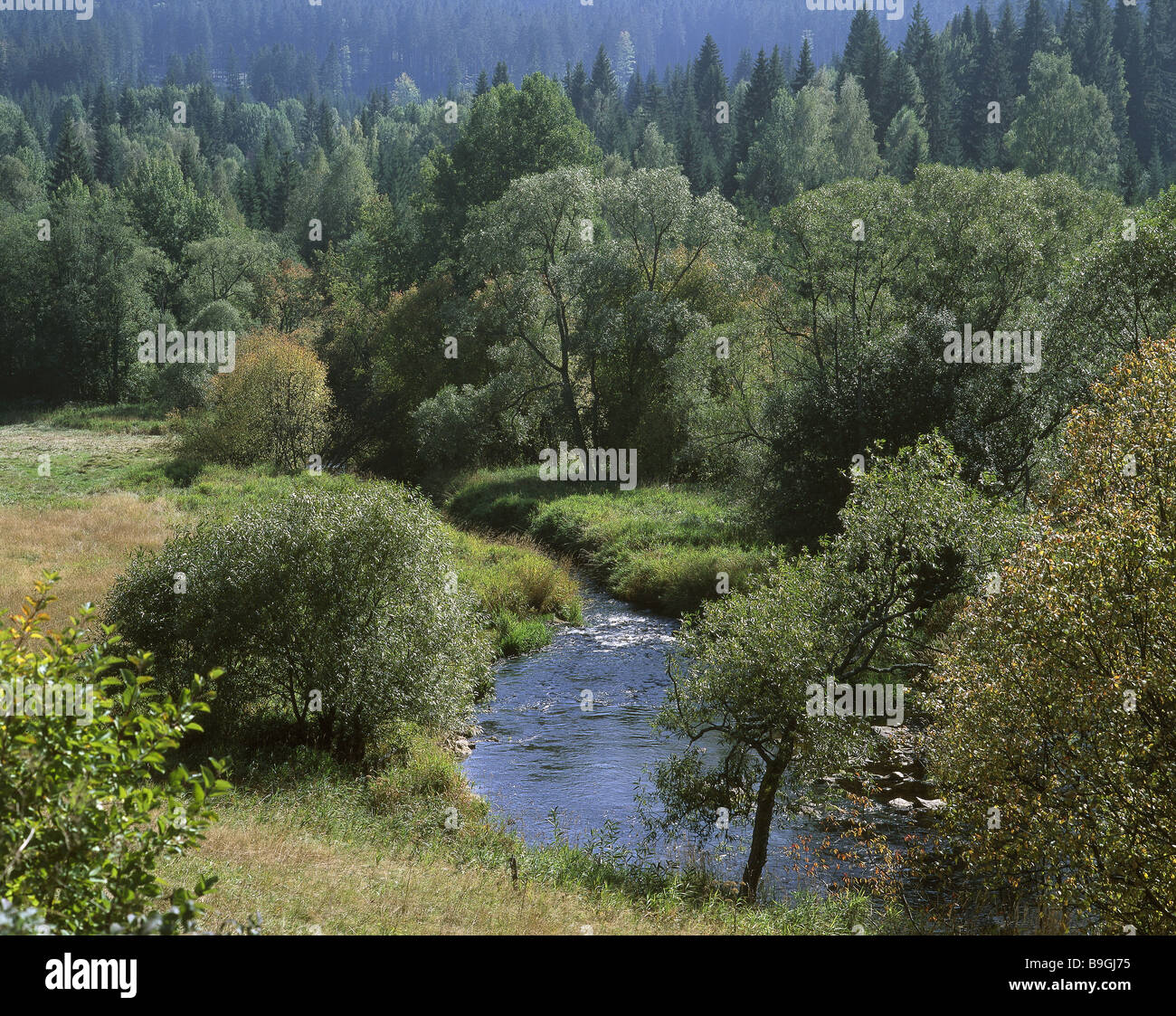 Forest-edge brook forest trees bushes hedge creek forest-brook nature ...