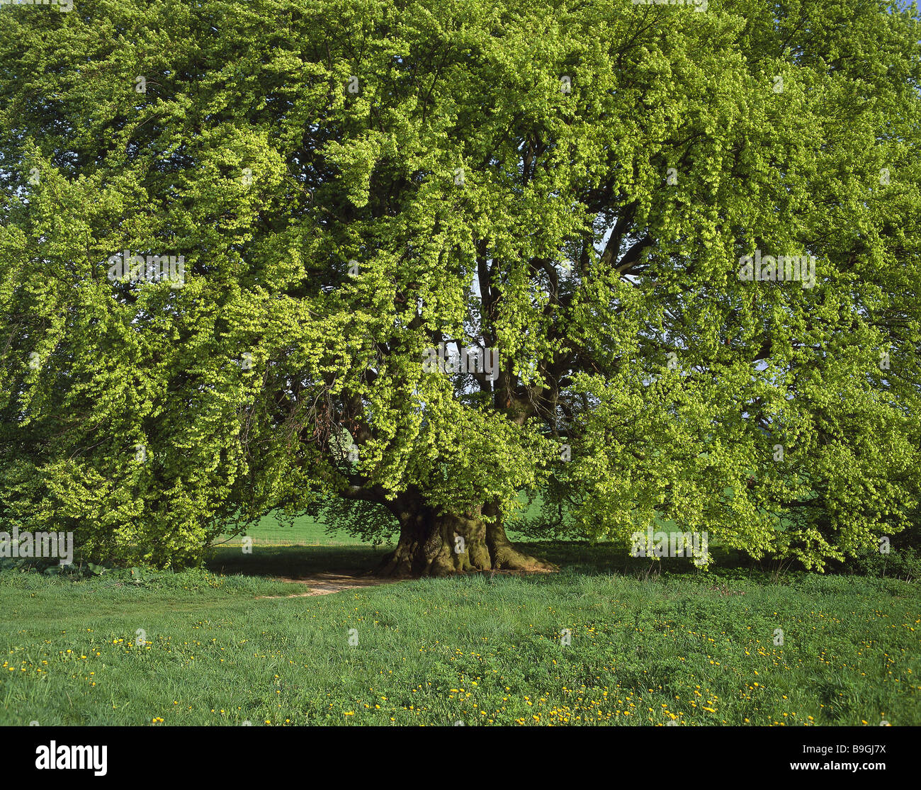 Meadow beech detail summer tree broad-leafed tree solitaire-tree nature ...