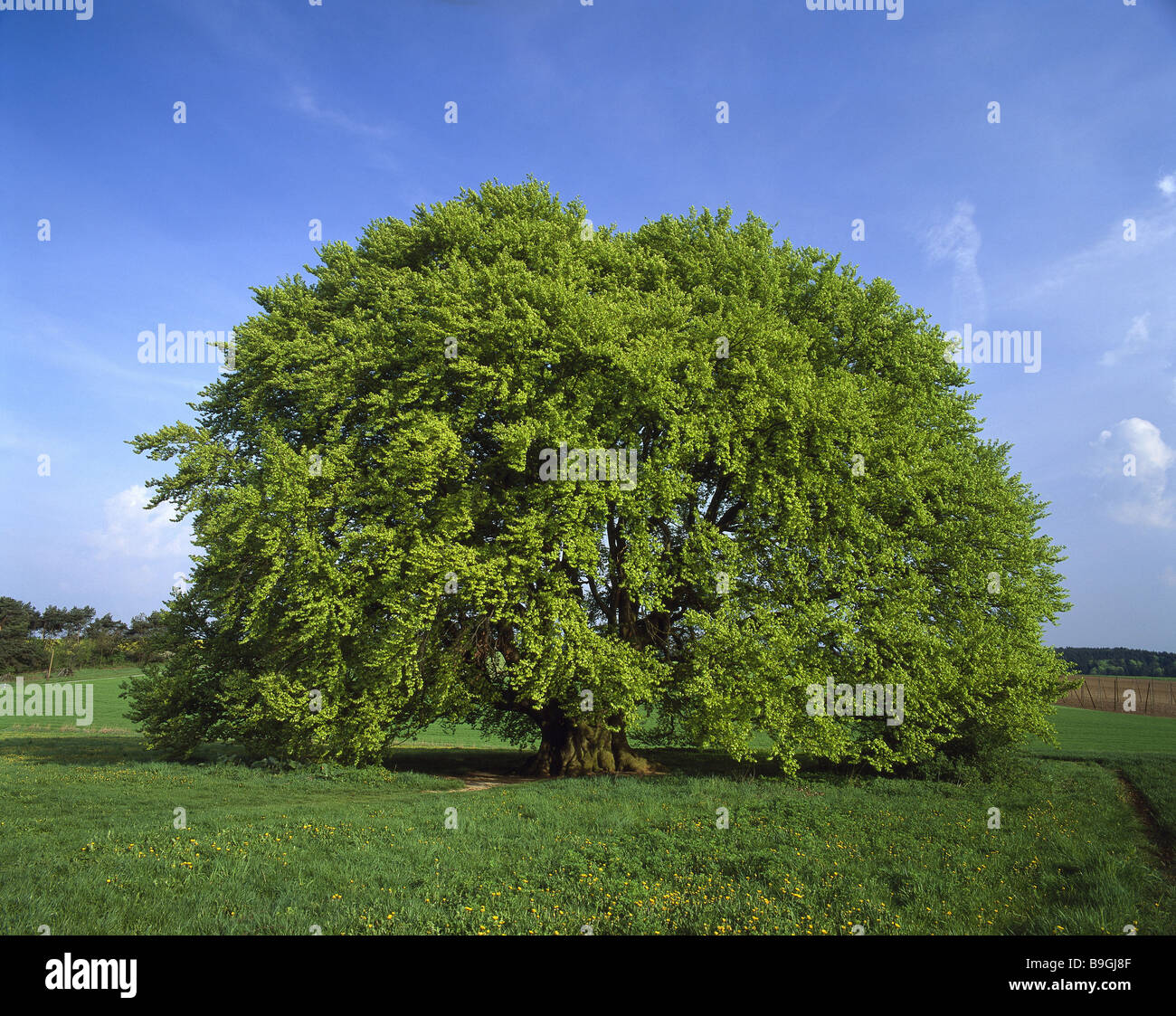 Meadow beech summer tree broad-leafed tree solitaire-tree nature ...