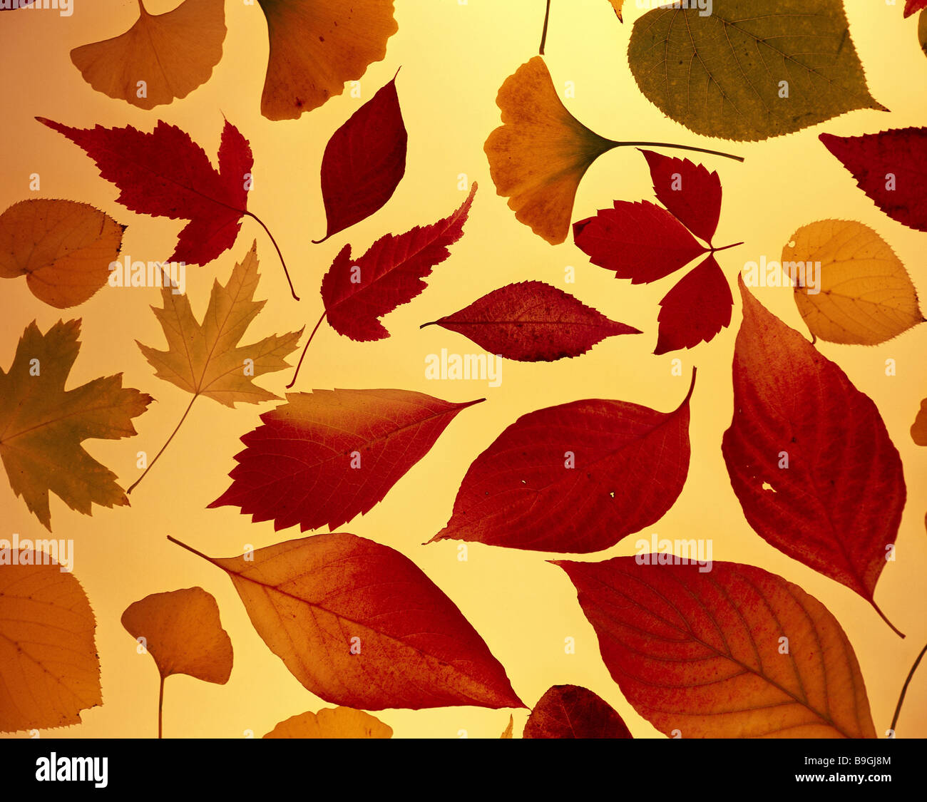 Blattformen hi-res stock photography and images - Alamy