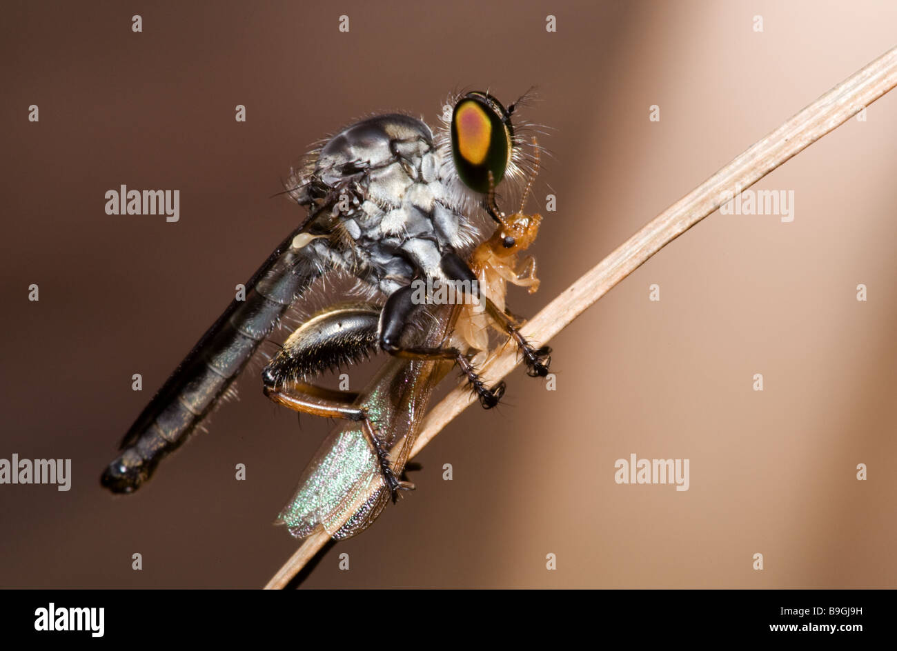 A robber fly with his prey, embraced in the dance of death Stock Photo ...
