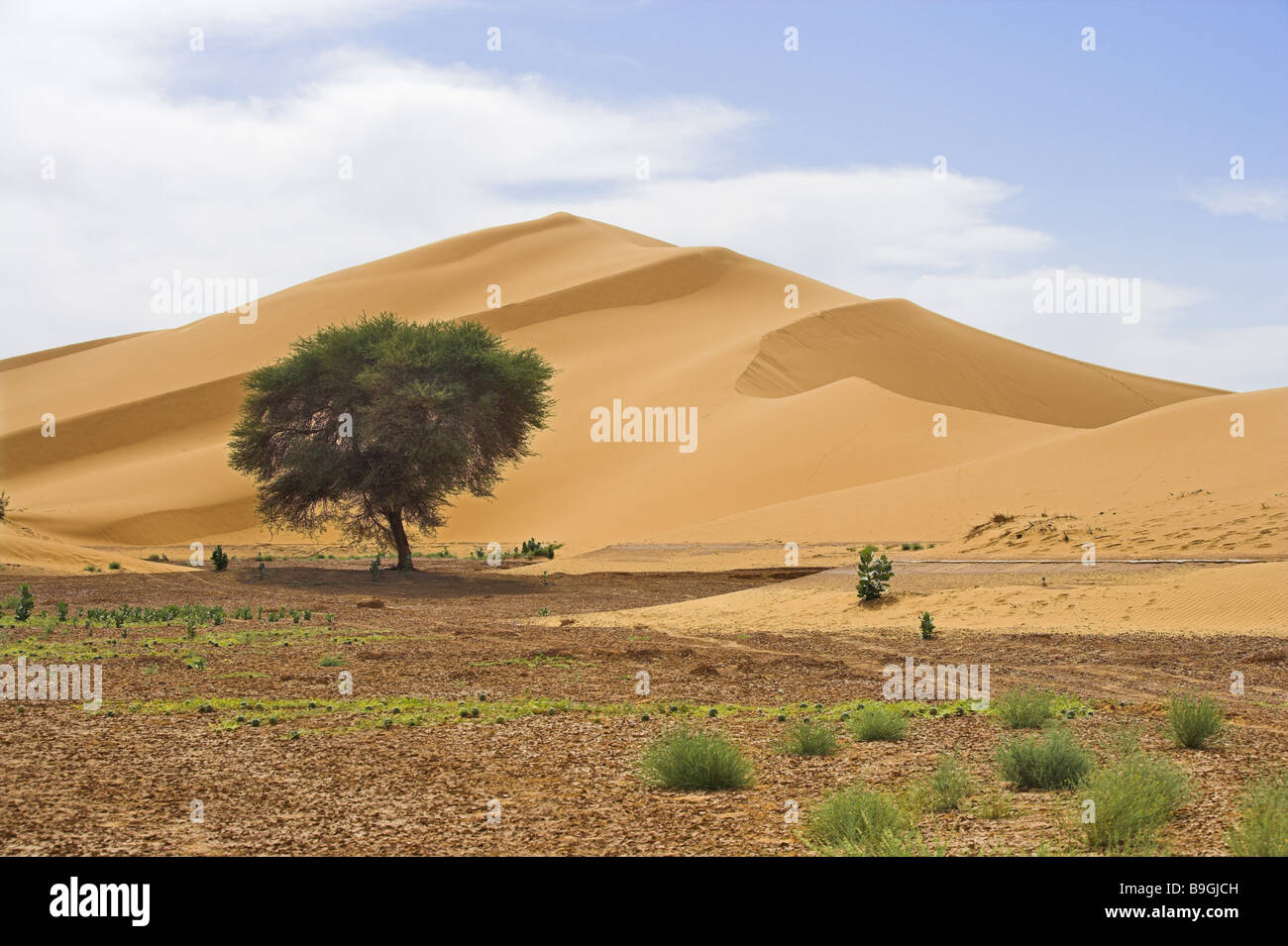 Libyan desert sand-dunes tree landscape Stock Photo - Alamy
