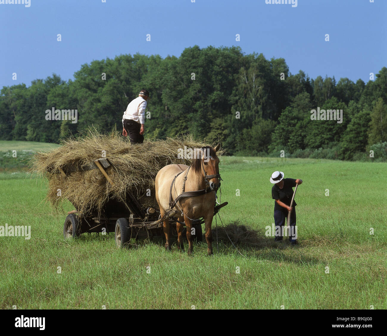 Poland Masuria couple hay harvest horse-vehicle meadow field people ...