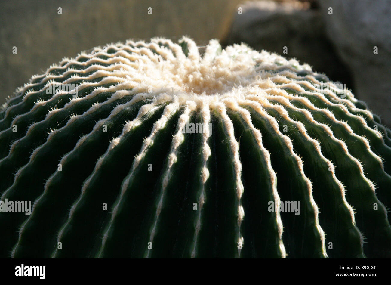 Golden Barrel Cactus, Echinocactus grusonii Cactus, Spineless Form ...