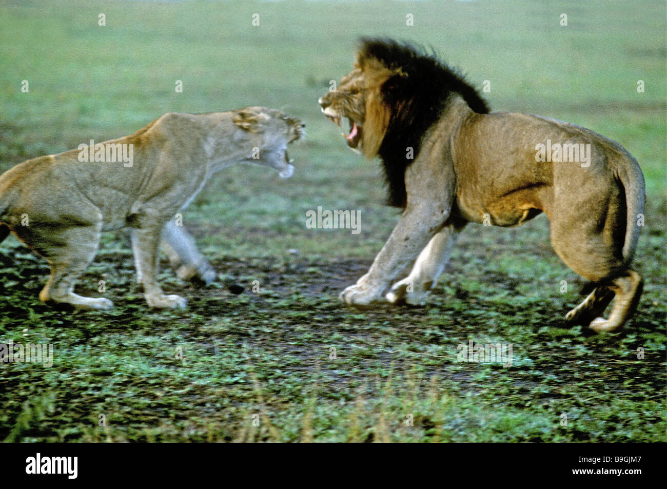 Female lioness and male lion snarling at each other after mating Masai ...