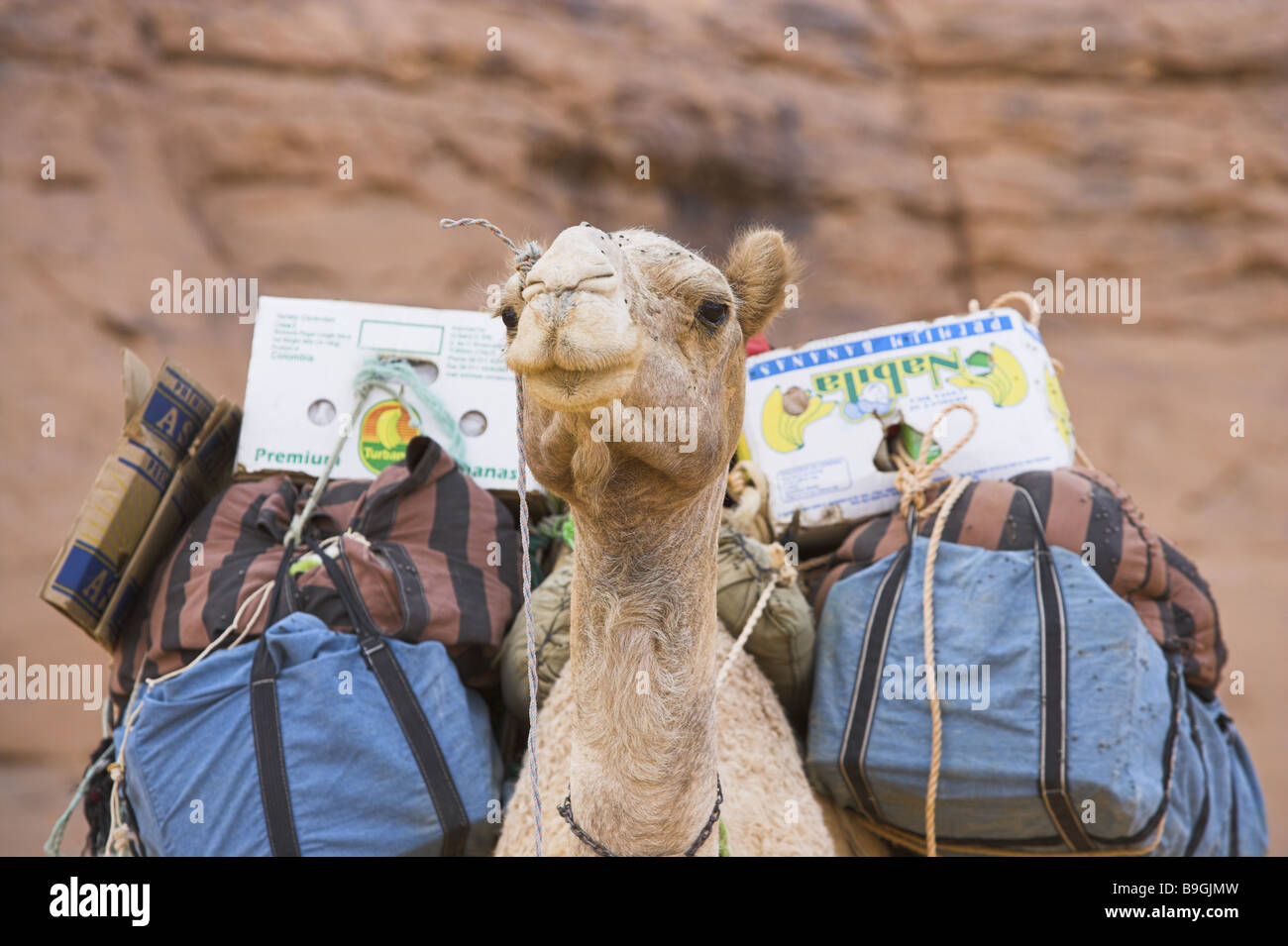 Africa Libya Jabal Akakus camel transportation portrait Africa Akakus ...