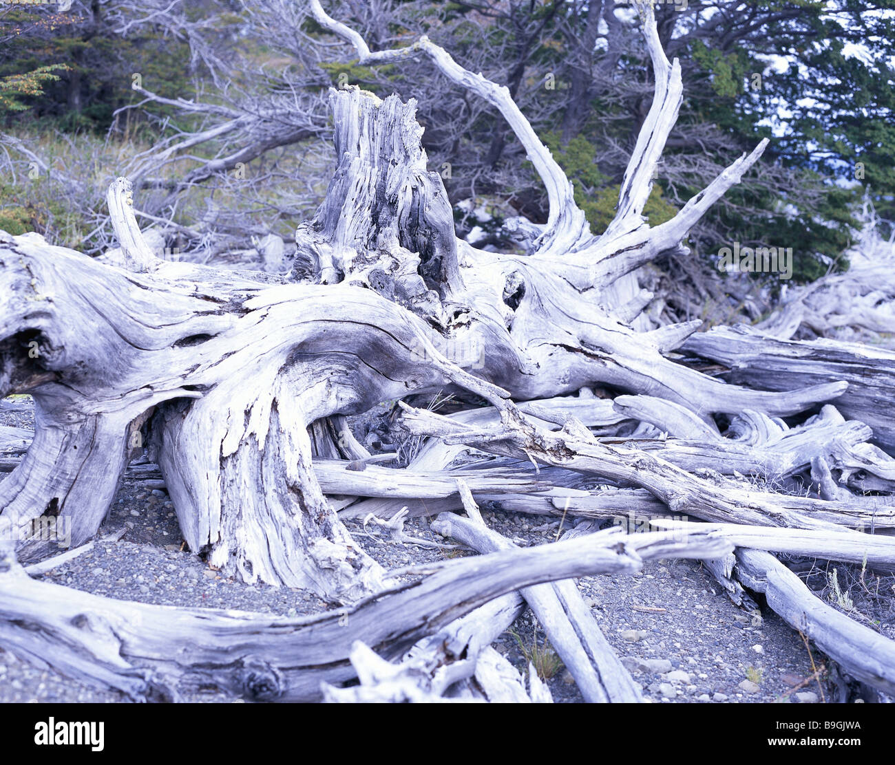 Dries up tree roots hi-res stock photography and images - Alamy