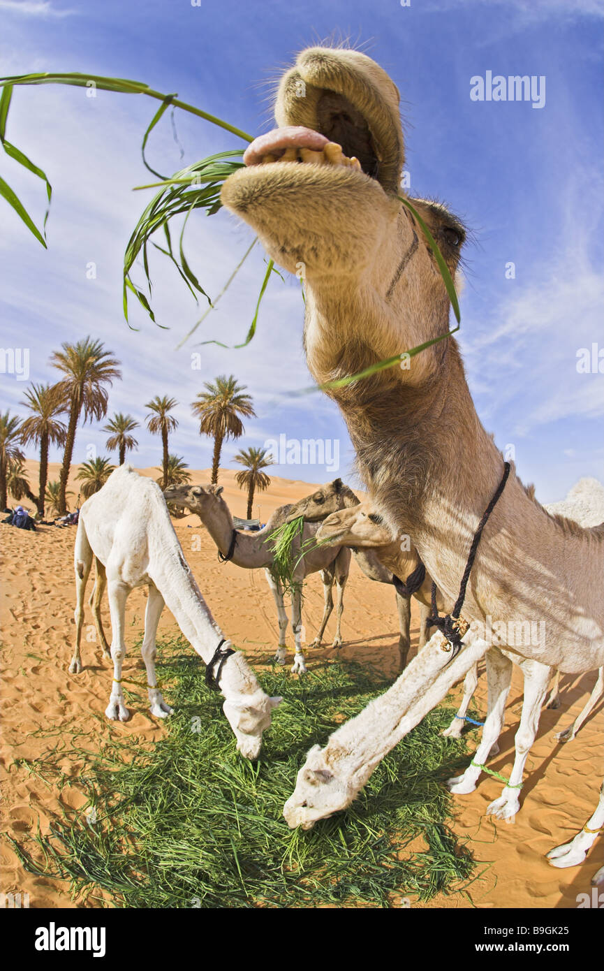 Libyan arabian republic hi-res stock photography and images - Alamy
