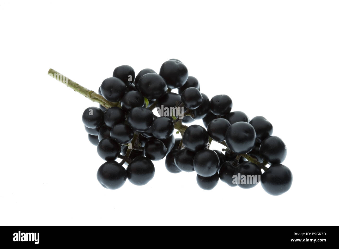 Ligusterbeeren hi-res stock photography and images - Alamy