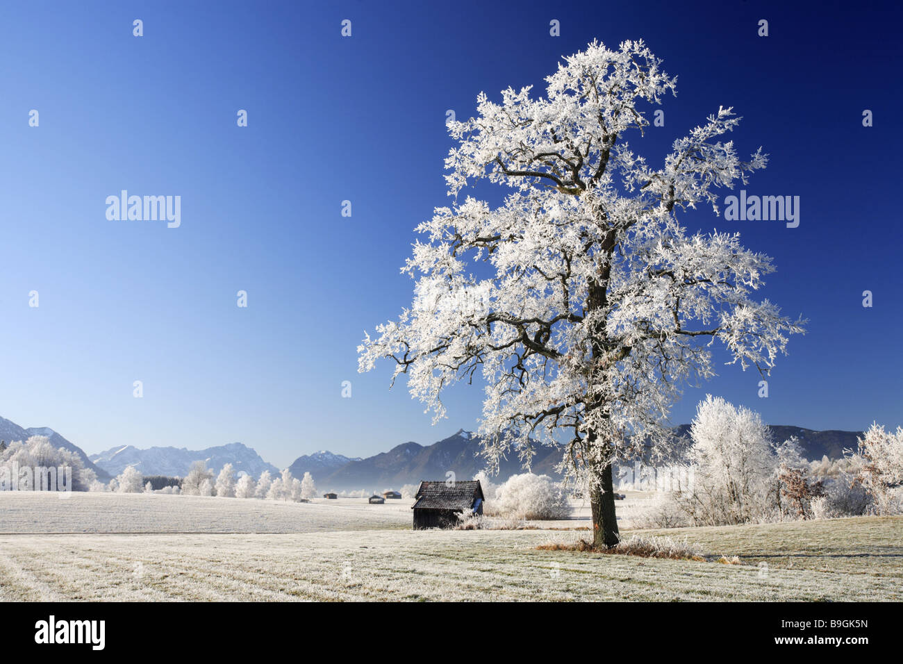 Tree in the alps hi-res stock photography and images - Alamy