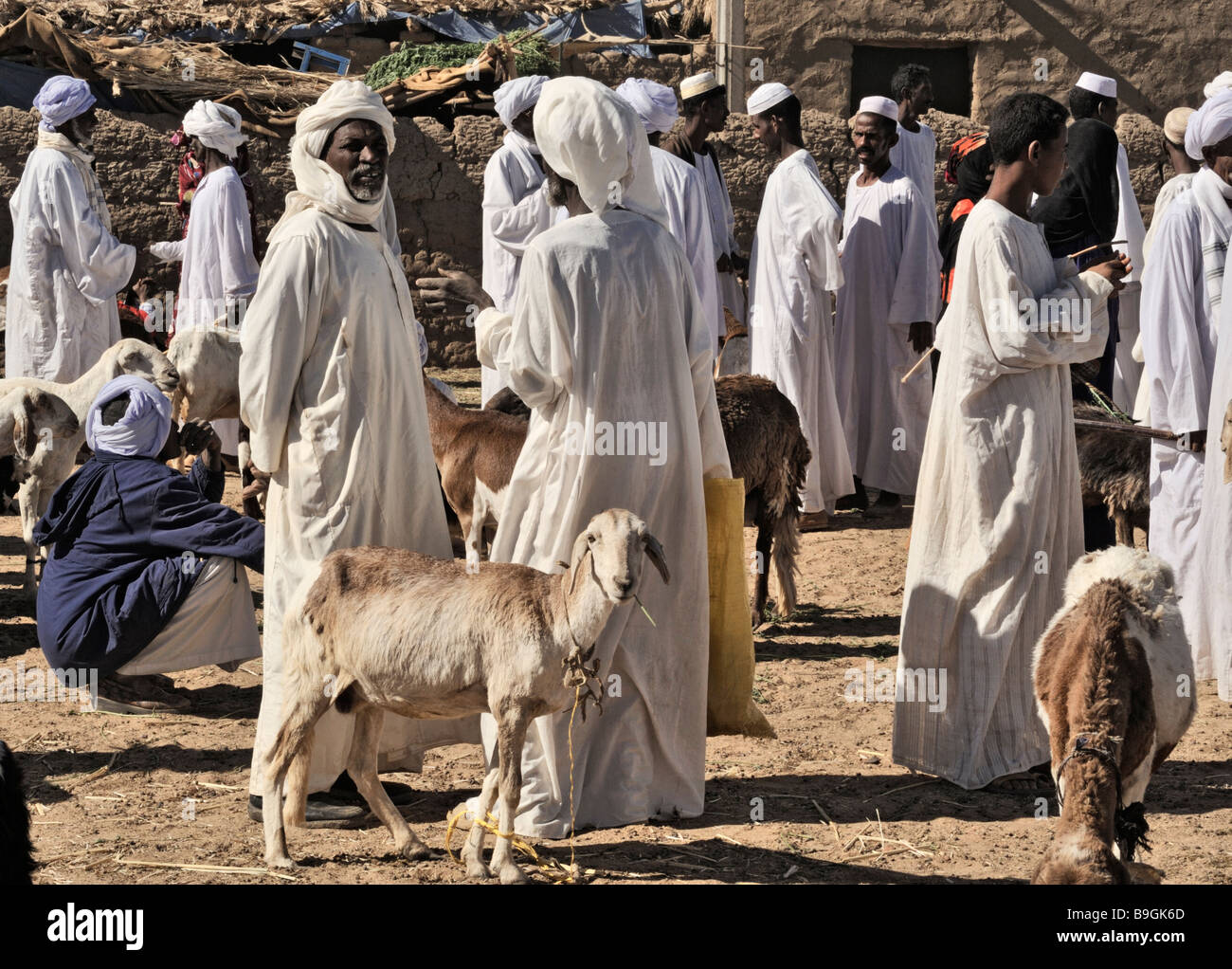 Sudanese men selling goats in outdoor market, in town of Debba, Sudan ...