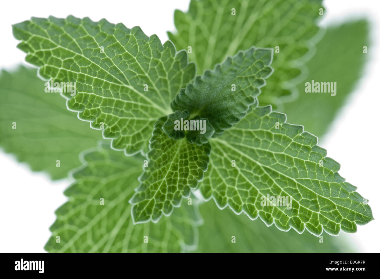 Peppermint Mentha piperita detail Stock Photo - Alamy