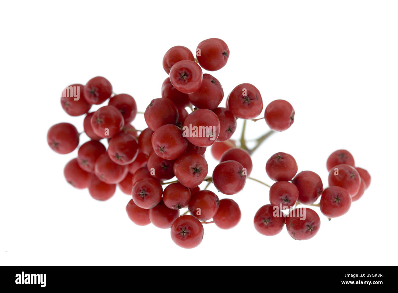 Sorbus aucuparia berries Cut Out Stock Images & Pictures - Alamy