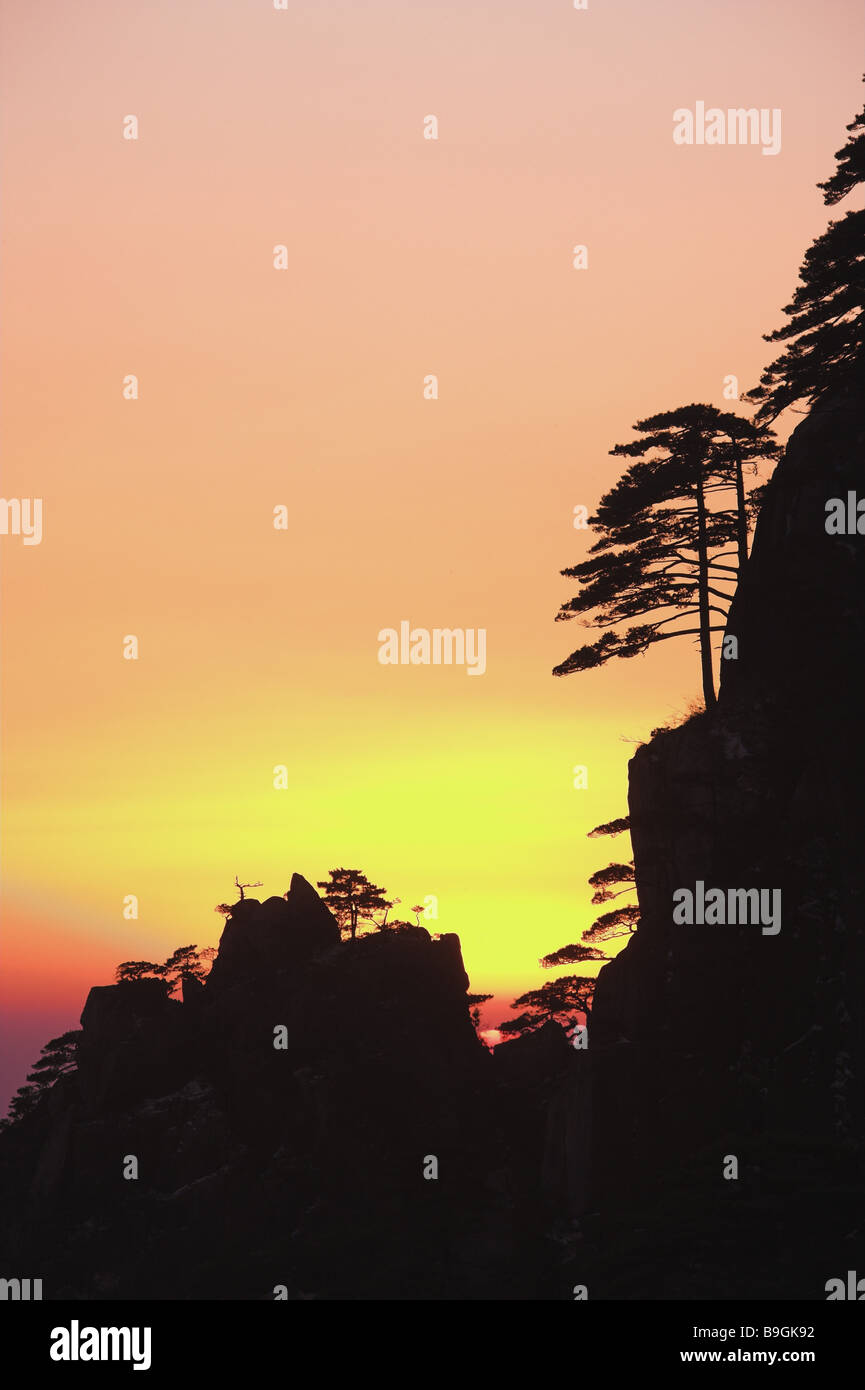 Asia China Anhui Huangshan mountains Huangshan pine Pinus ...