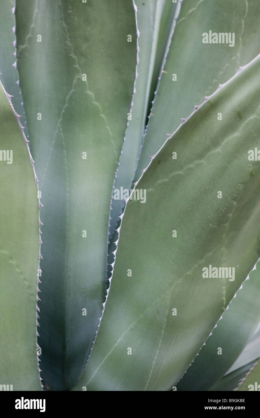 Agave leaves close-up plant succulent agave spec. Thorns thorns desert ...