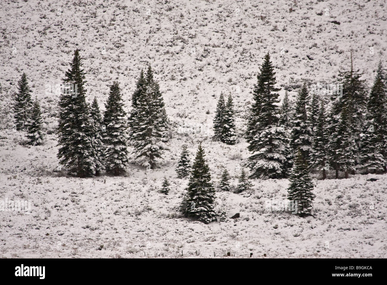 PINE TREES ON A SNOWY HILLSIDE Stock Photo - Alamy